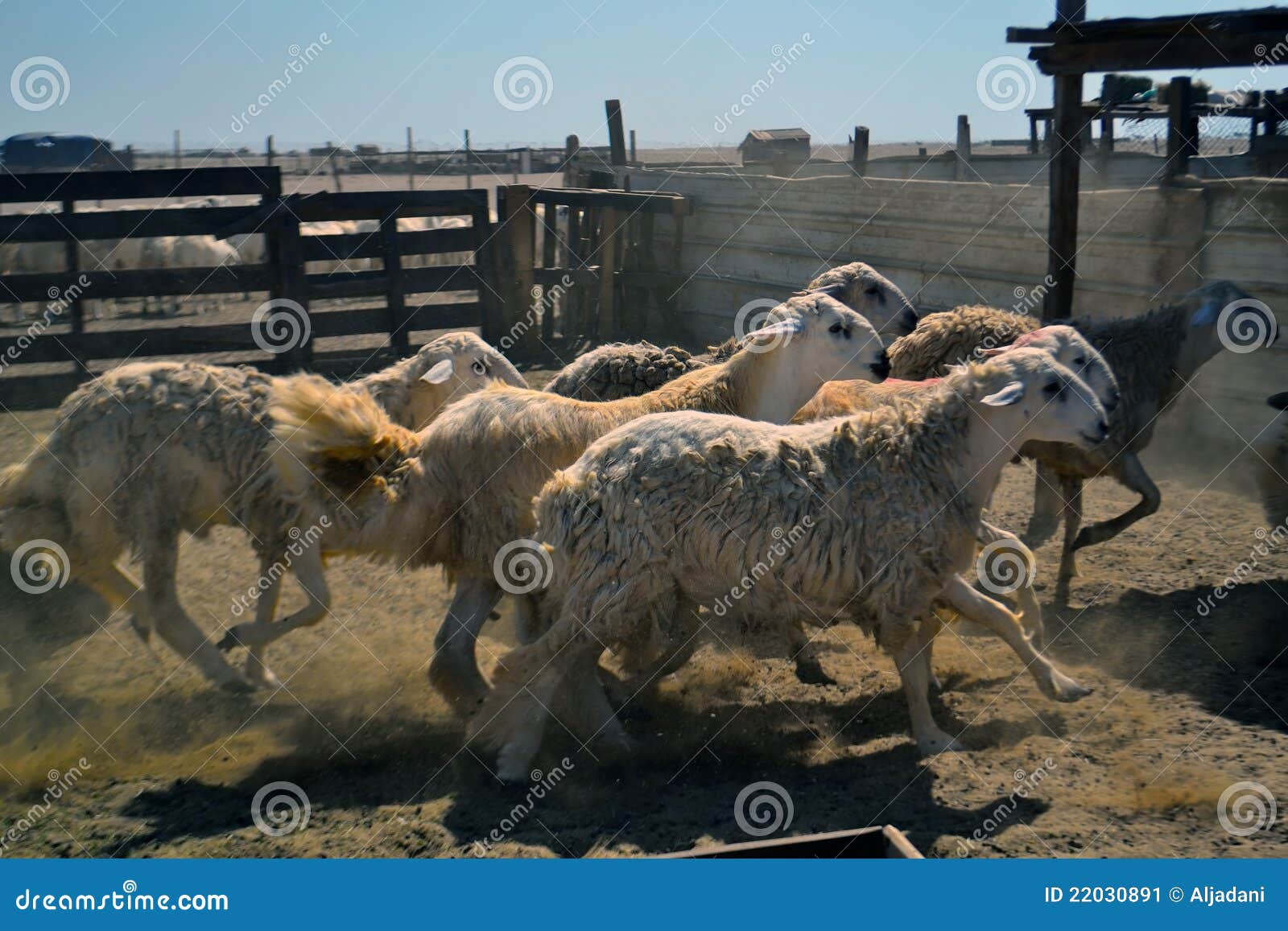 Sheep running stock image. Image of food, running, wall - 22030891 Sheep running stock image. Image of food, running, wall - 22030891