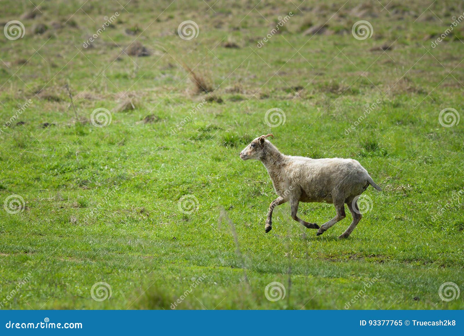 Sheep Running Fast on Green Grass of Spring Meadow Stock Image - Image ...