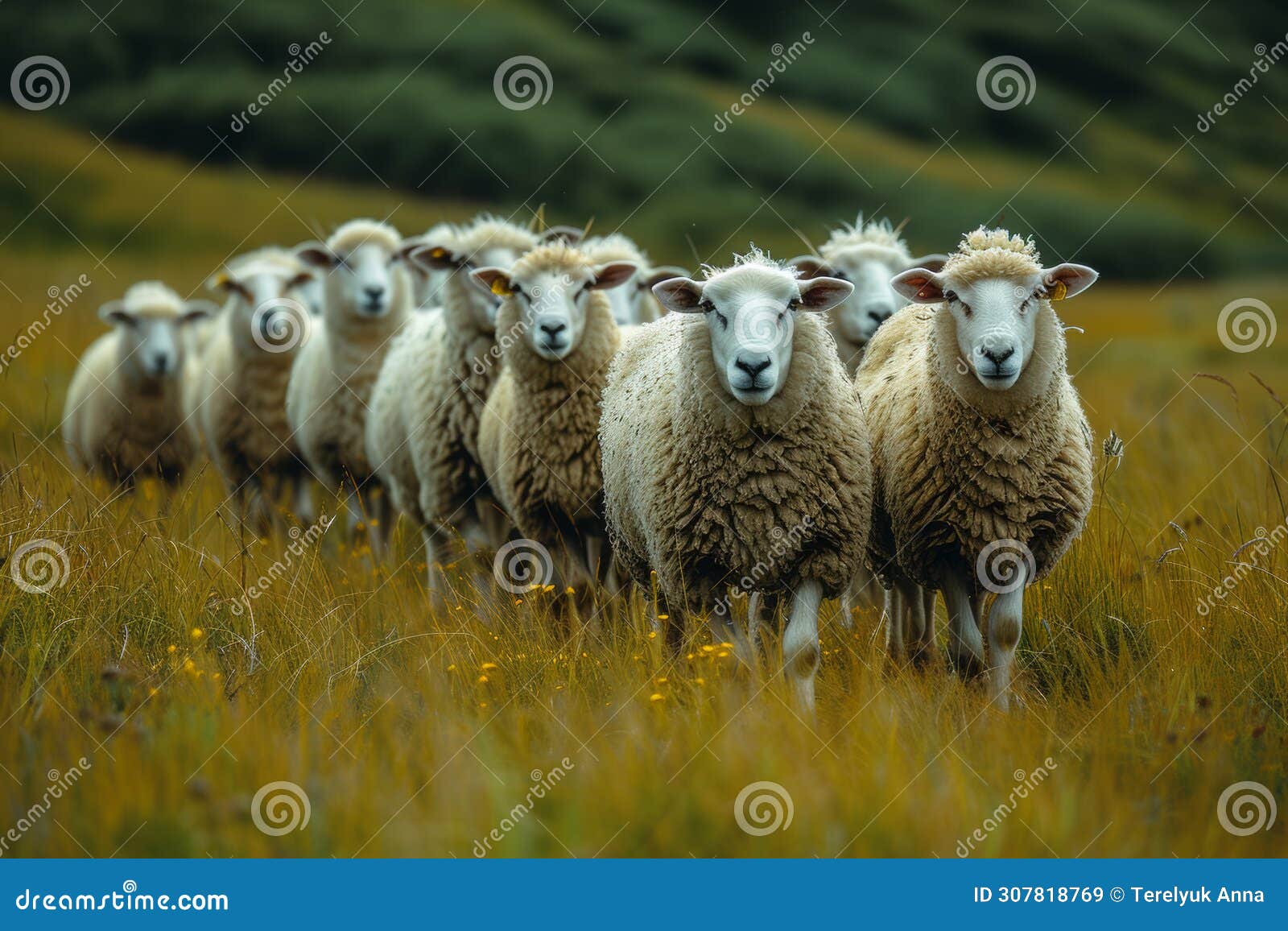 Sheep Running in the Field Farm Animals Stock Image - Image of cute ...
