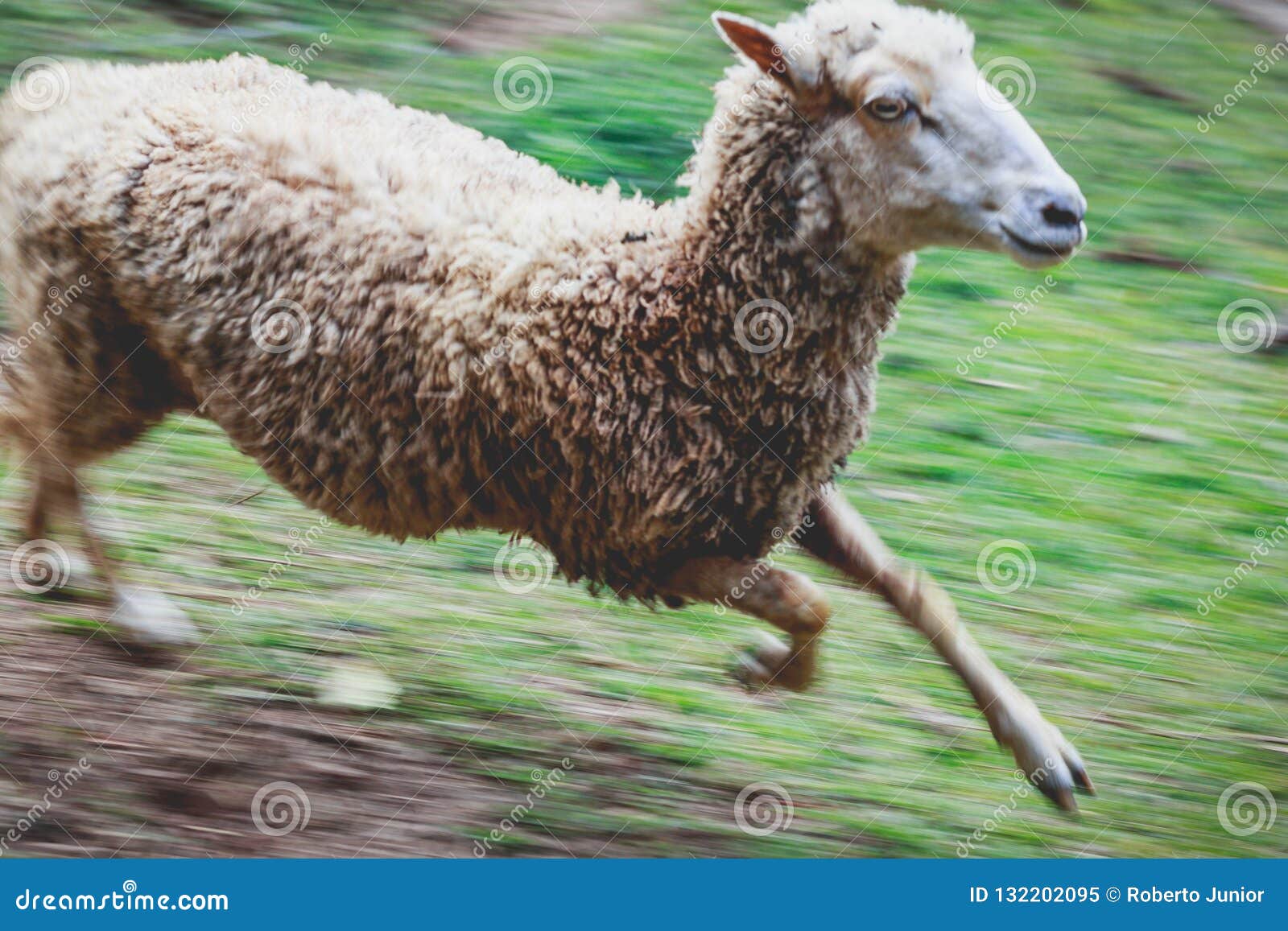Sheep running alone stock image. Image of flock, grass - 132202095 Sheep running alone stock image. Image of flock, grass - 132202095