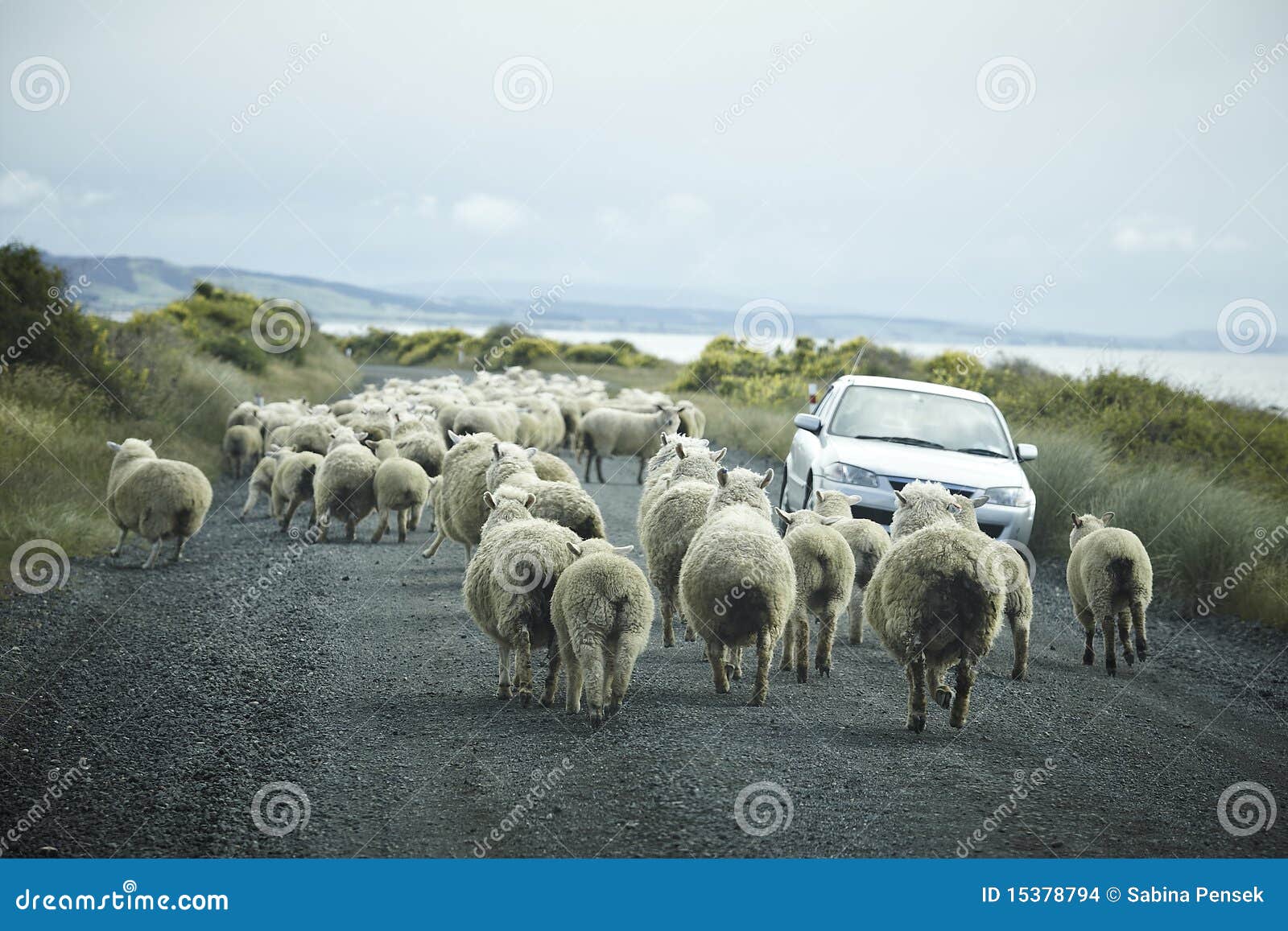 Sheep running on the road stock photo. Image of ambushed - 15378794