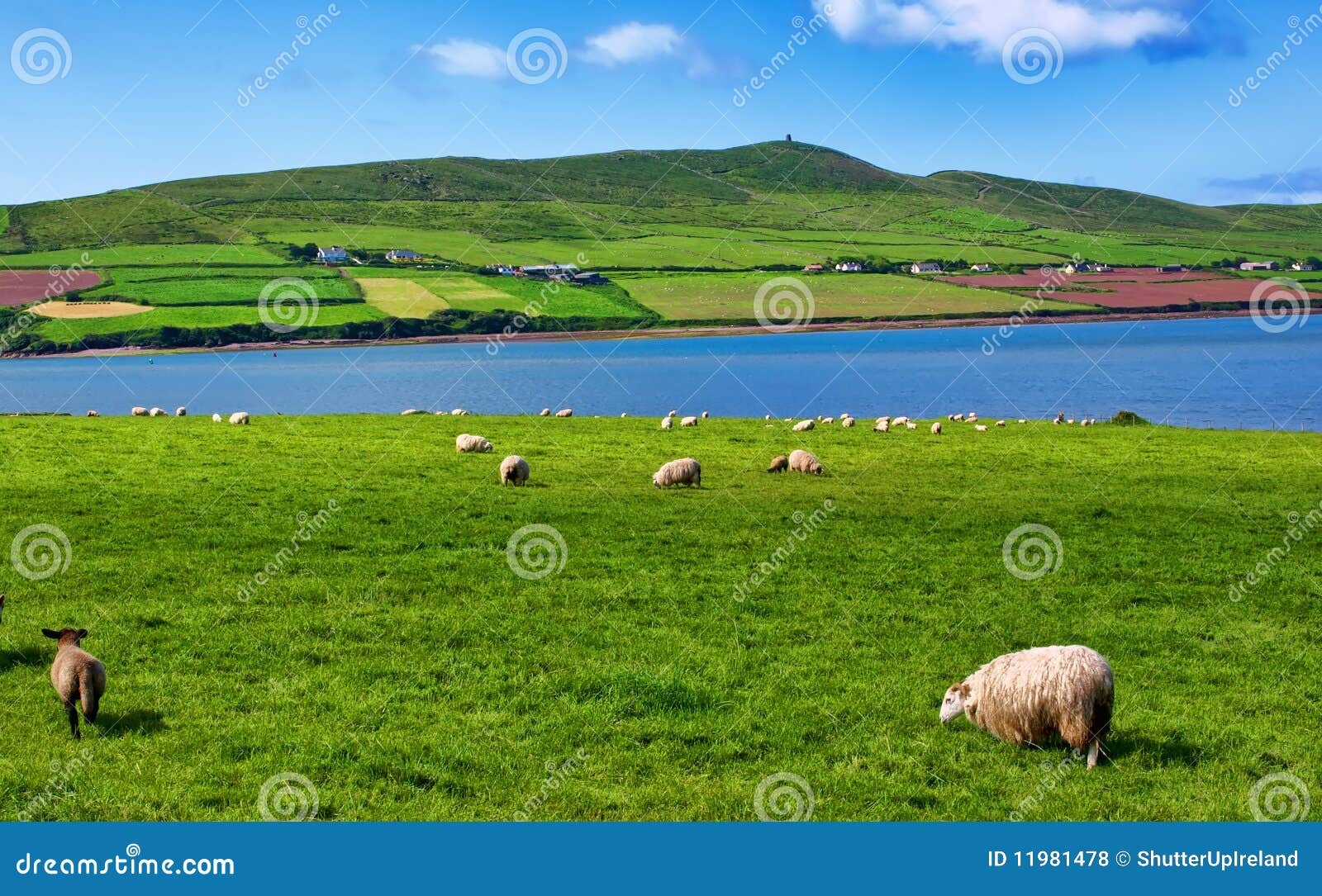 Ireland Landscape Sheep