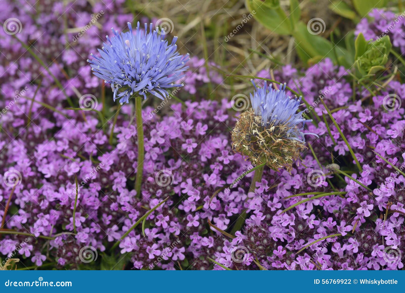 Sheep s-bit stock photo. Image of wales, small, jasione - 56769922