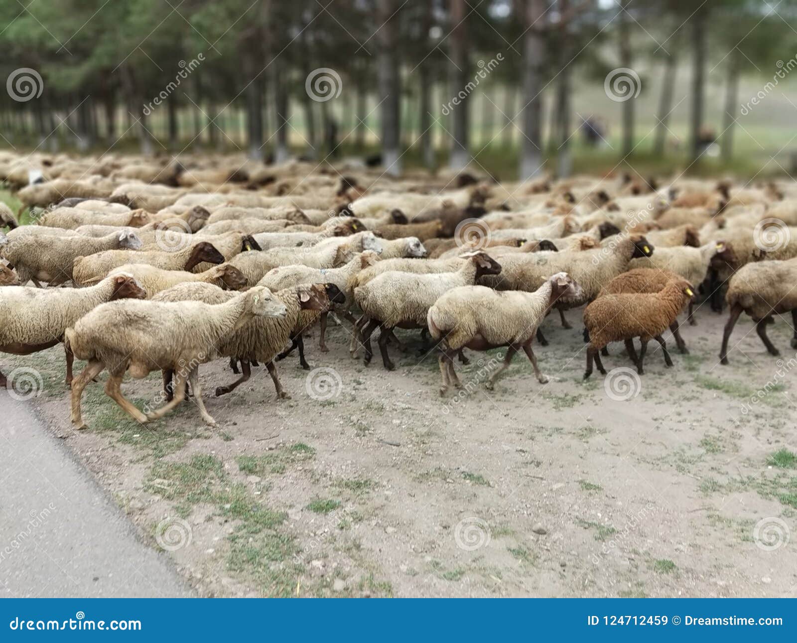 Sheepe Stock Photos - Free & Royalty-Free Stock Photos from Dreamstime