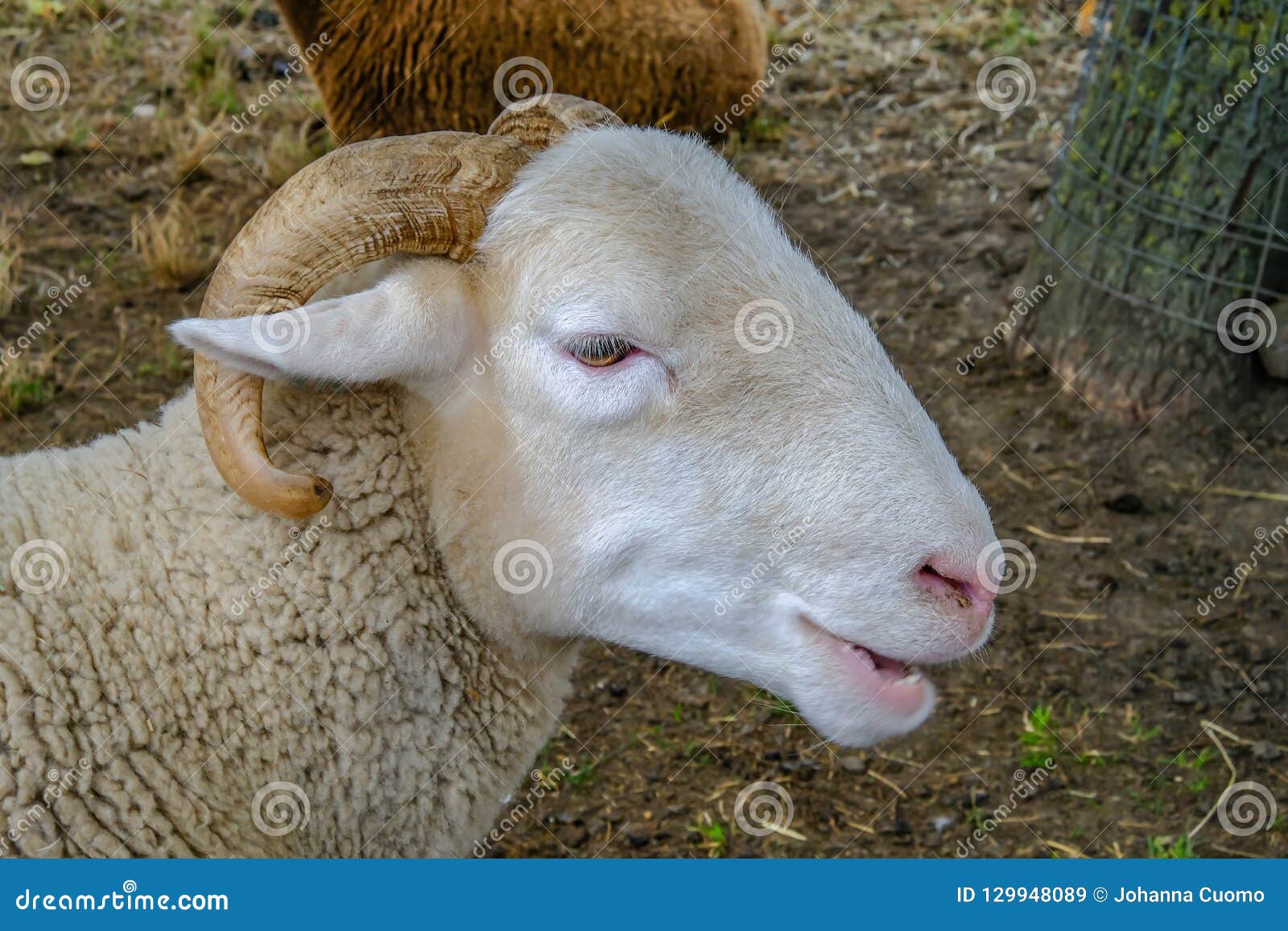 Sheep`s Head Closeup Portrait. Stock Image - Image of eating, farmyard ...