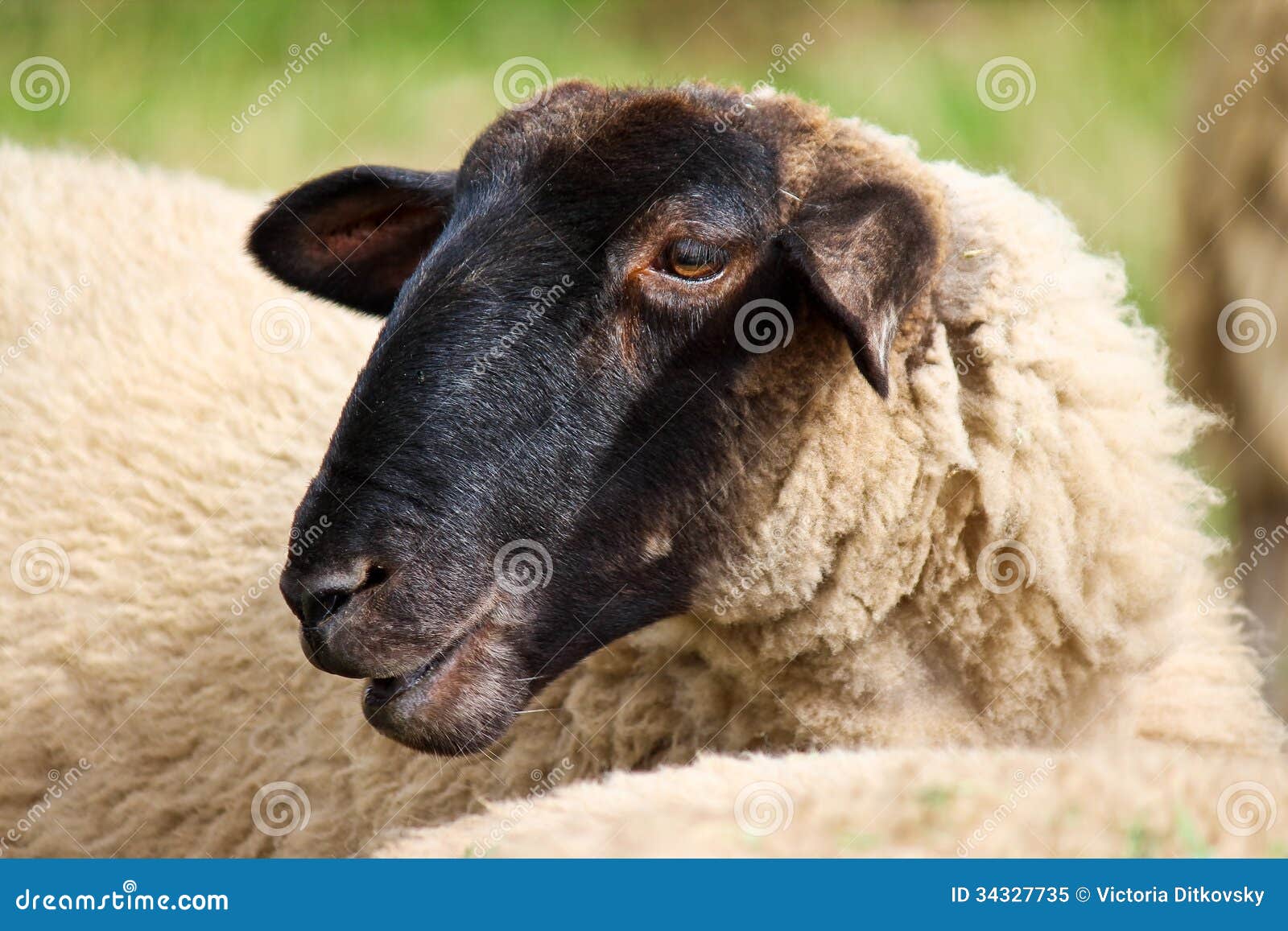 Sheep s Head stock image. Image of portrait, outdoor - 34327735