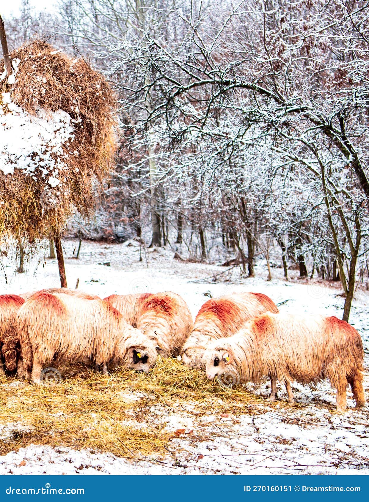 Sheep`s lunch stock image. Image of winter, time, cattle - 270160151