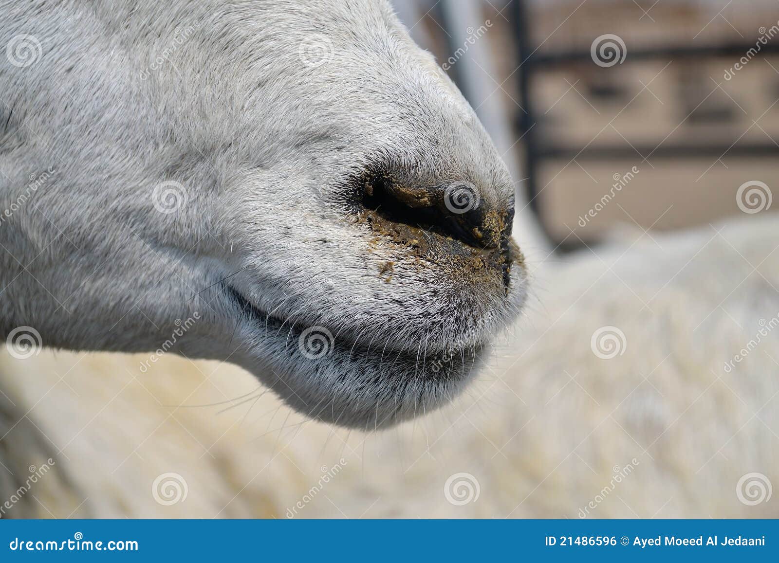 Sheep s nose stock photo. Image of nose, food, yellow - 21486596