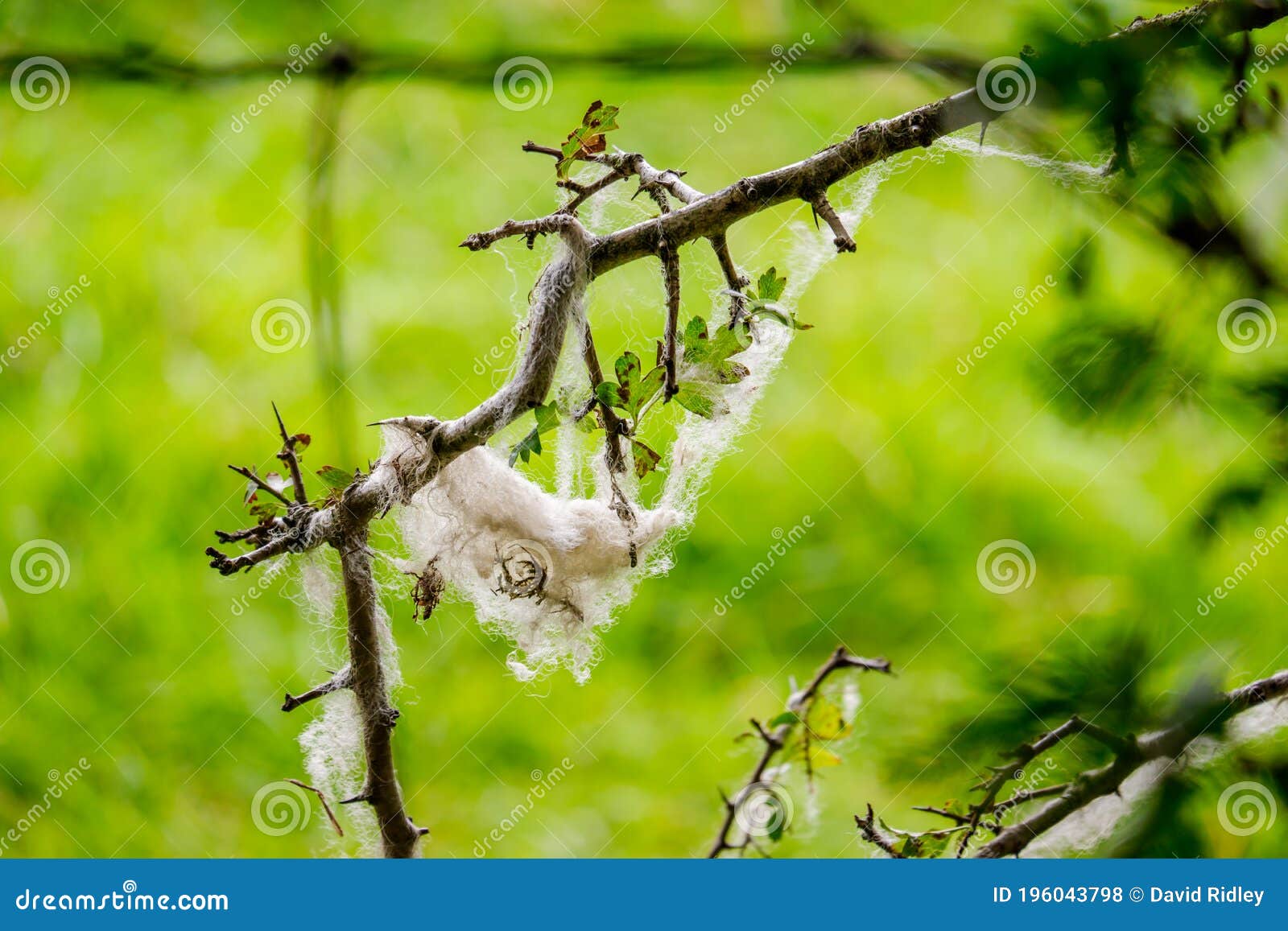 Wool Caught Branch Stock Photos - Free & Royalty-Free Stock Photos from ...