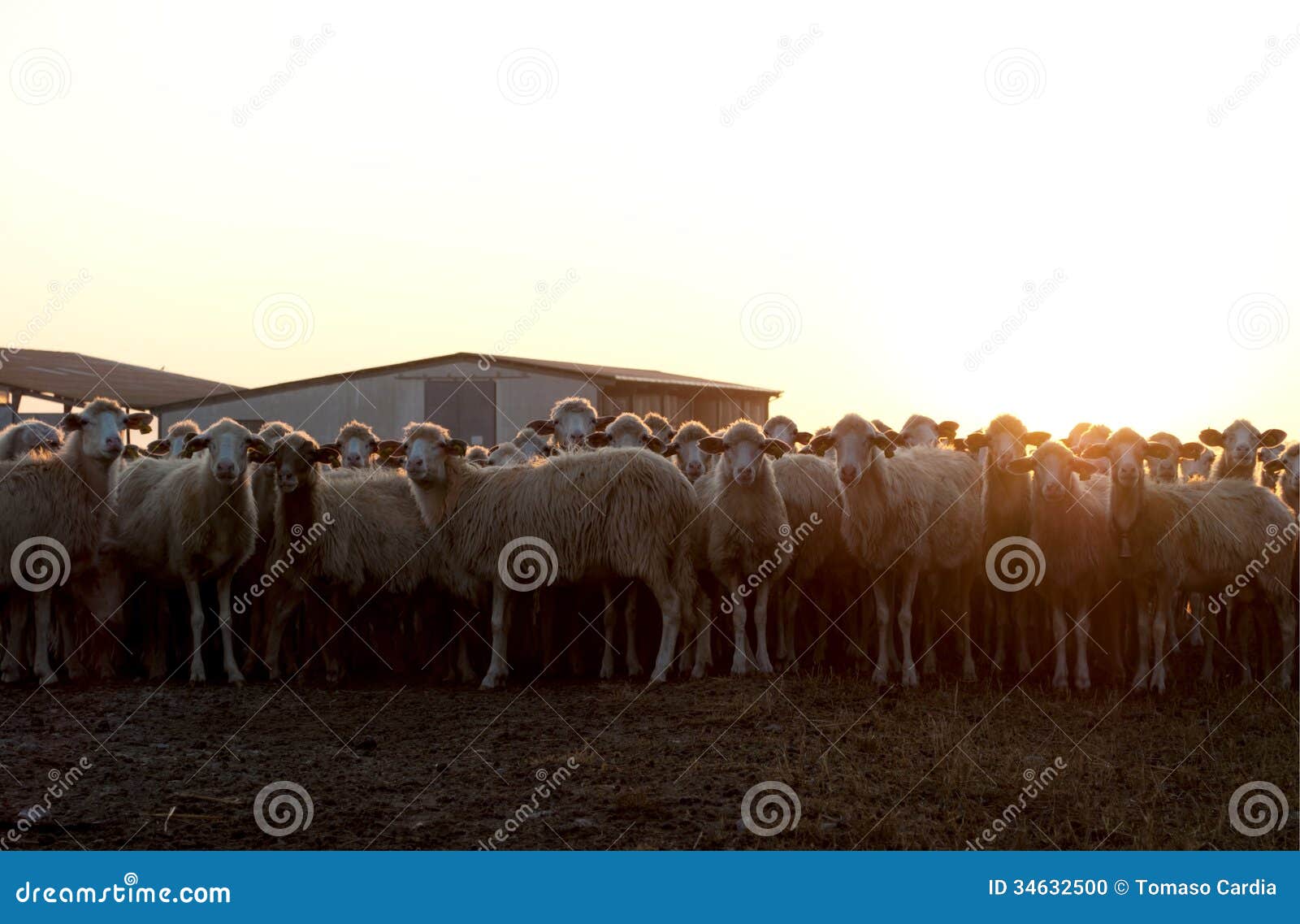 Sheeps of Sardinia stock photo. Image of italy, pecore - 34632500