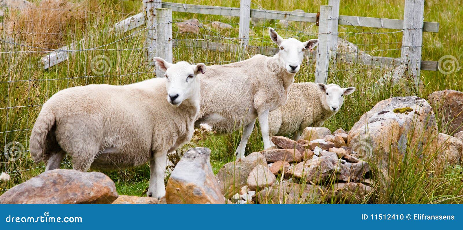 Sheep, Scotland stock photo. Image of lamb, wool, nature - 11512410