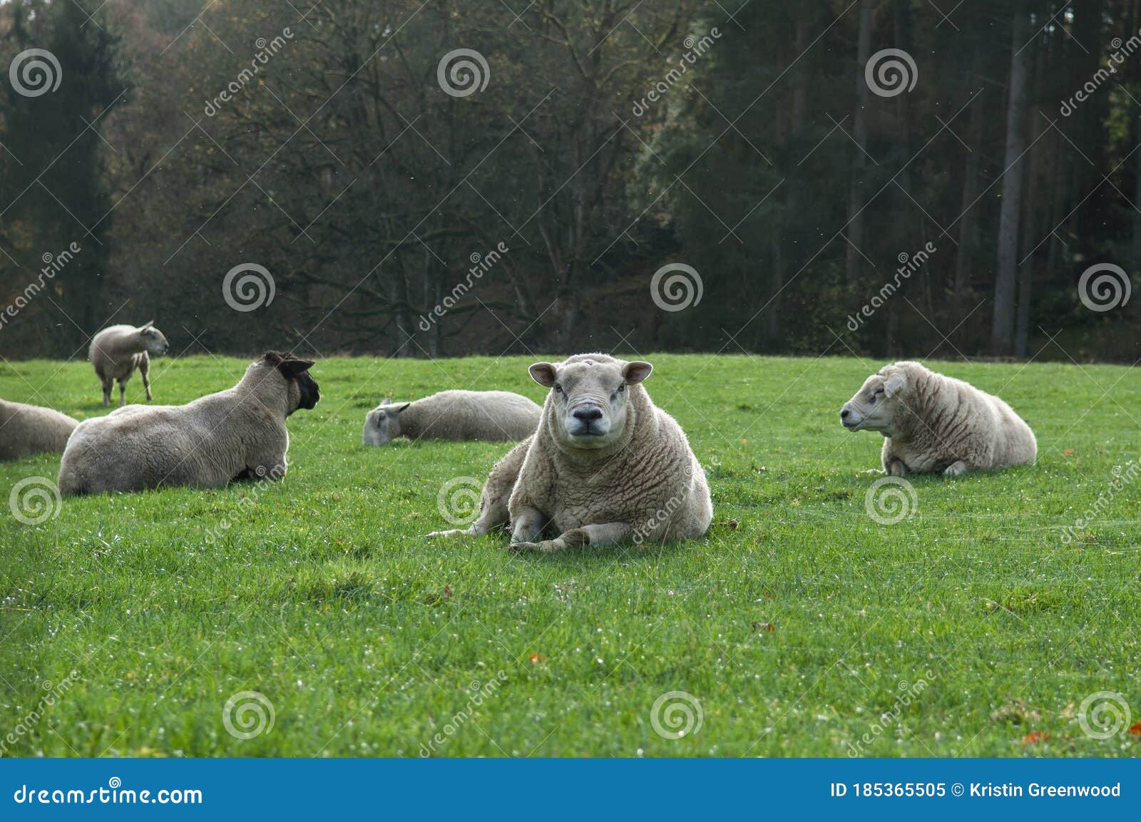 Fat Sheep in Nature in Scotland Stock Image - Image of highlands ...