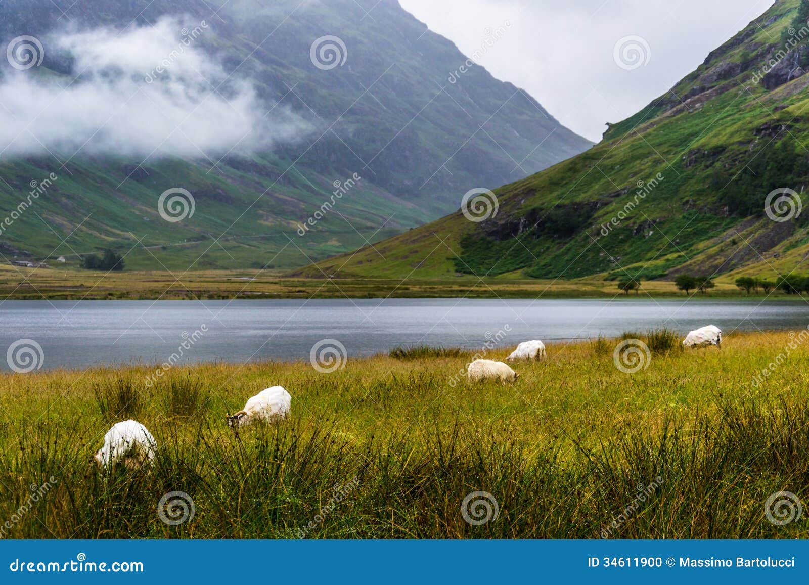 Sheep in scotland stock photo. Image of spiritual, highlands - 34611900