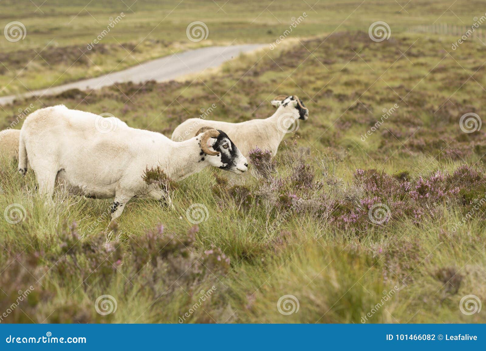 Sheep Scottish black face stock photo. Image of scotland - 101466082