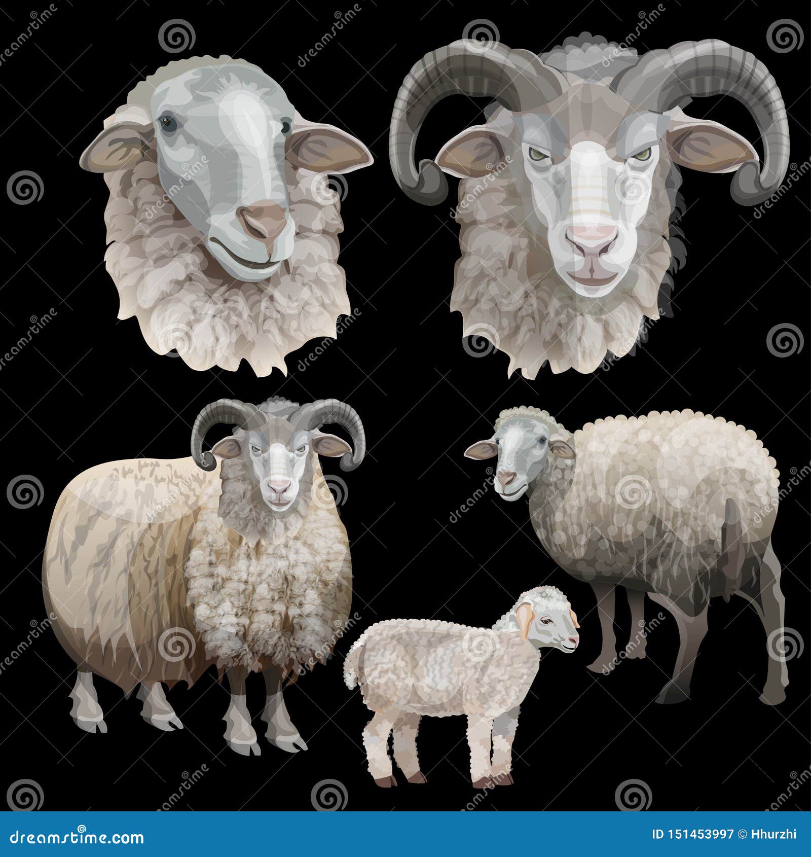 Sheep Portraits Stock Illustrations – 135 Sheep Portraits Stock ...