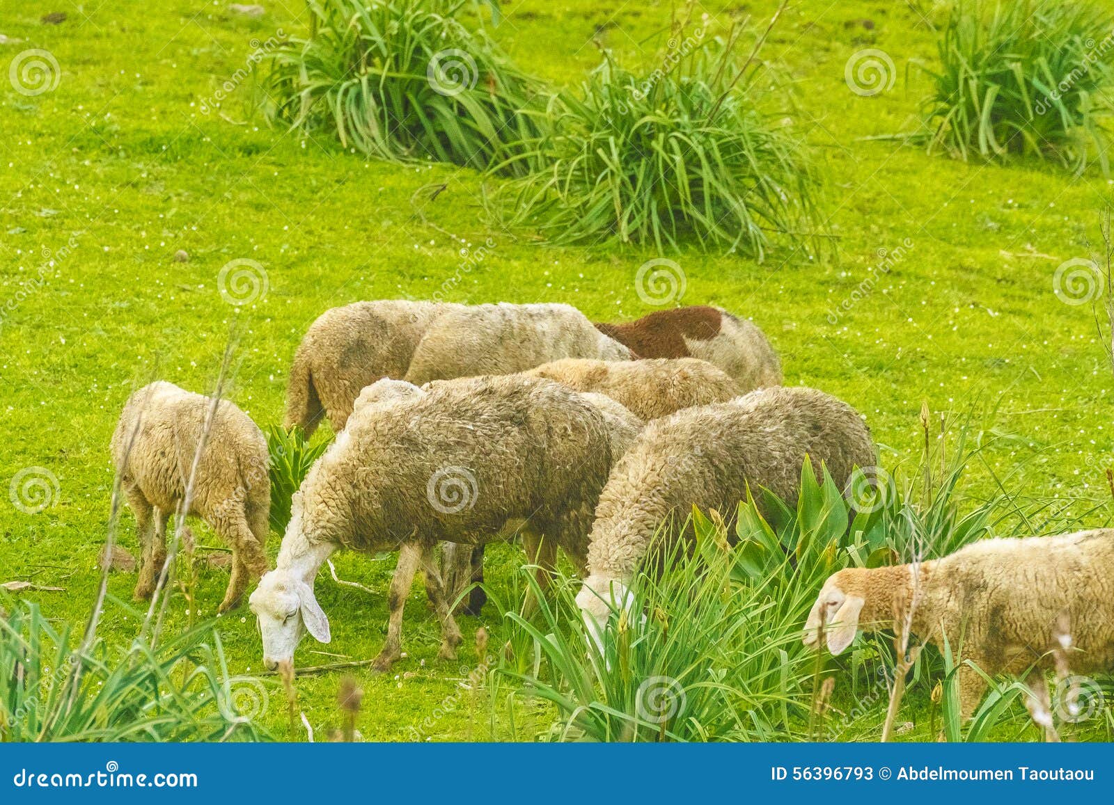 Sheep stock image. Image of breed, husbandry, nomad, shearing - 56396793