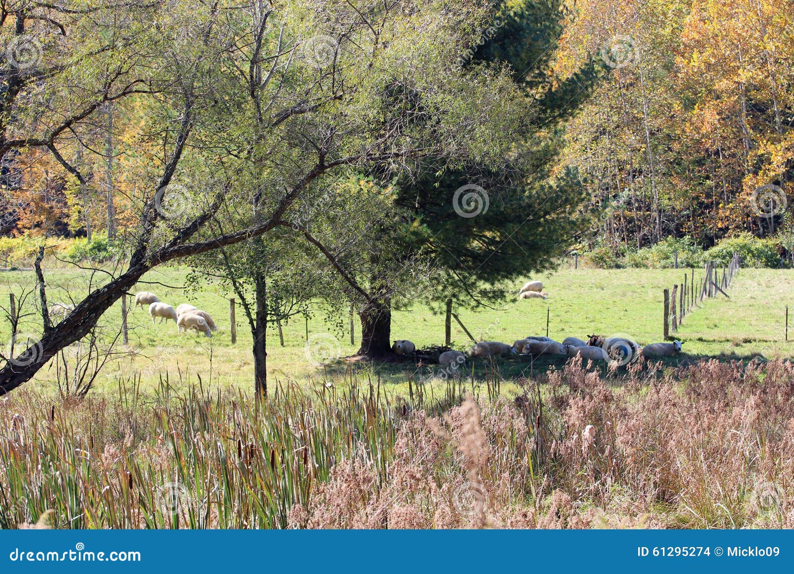 Sheep in the shade stock photo. Image of sheep, shade - 61295274