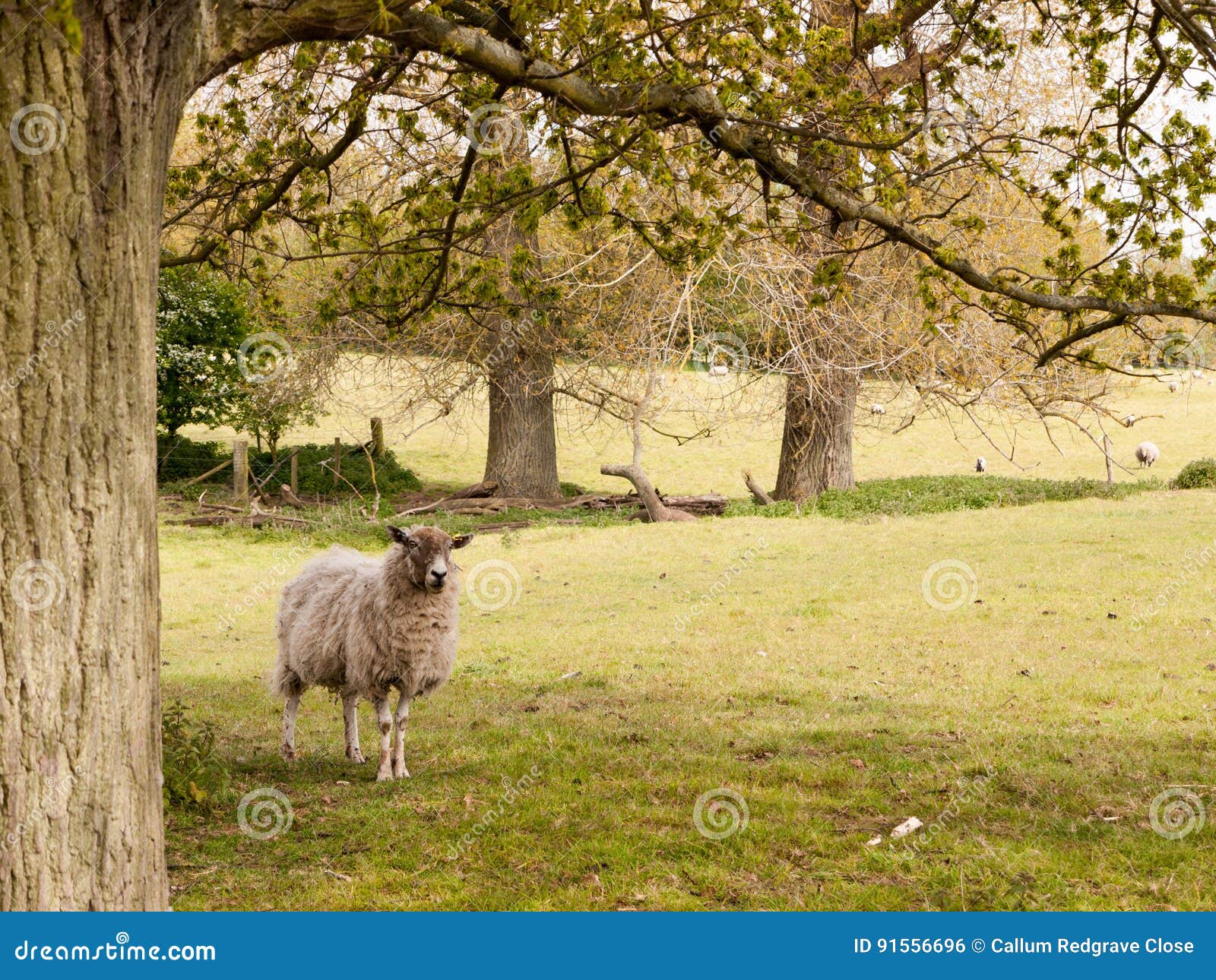 A Sheep in the Shade Under a Tree in a Green Field in Spring Stock ...