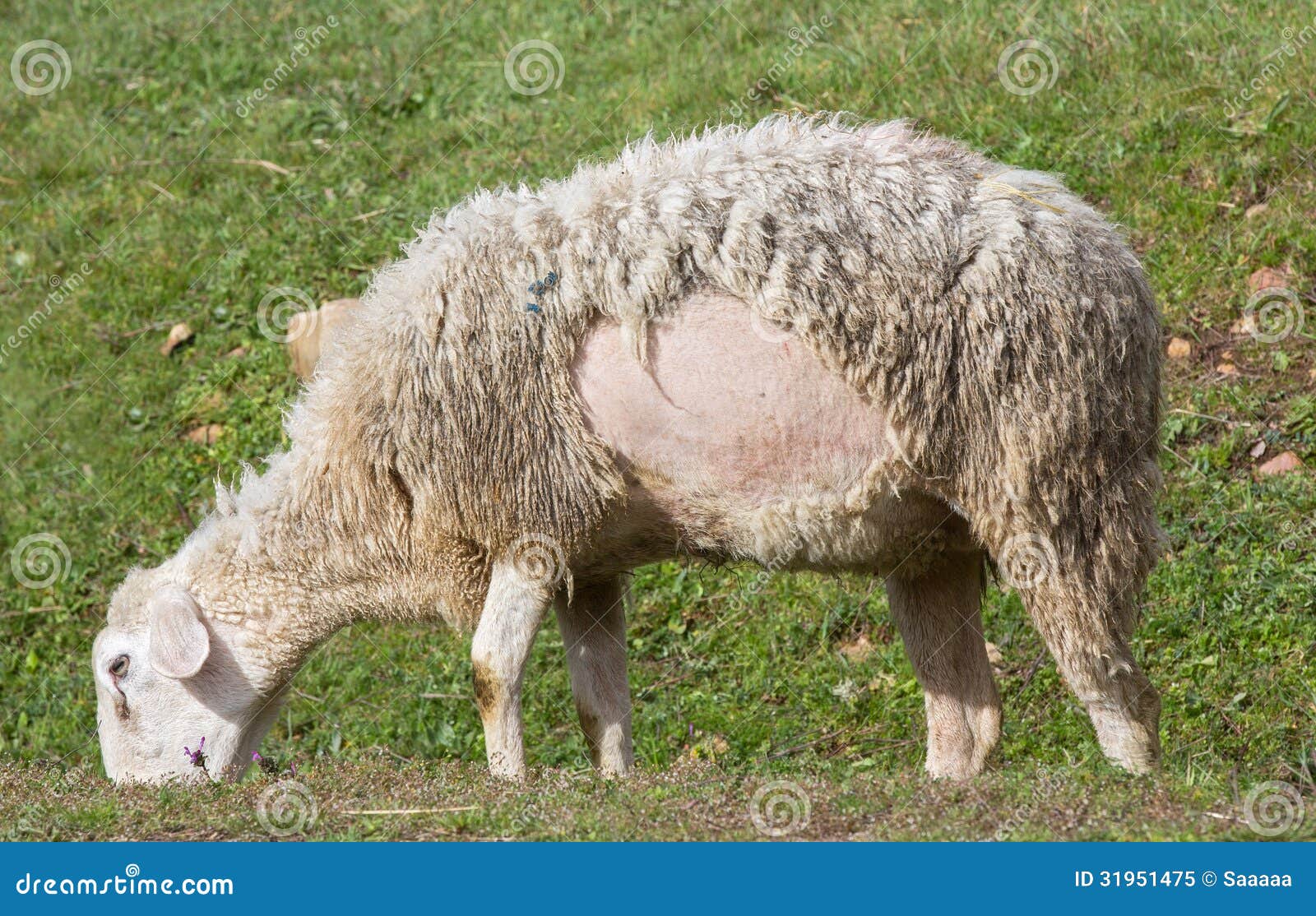 Sheep stock image. Image of farming, grazing, sheep, green - 31951475