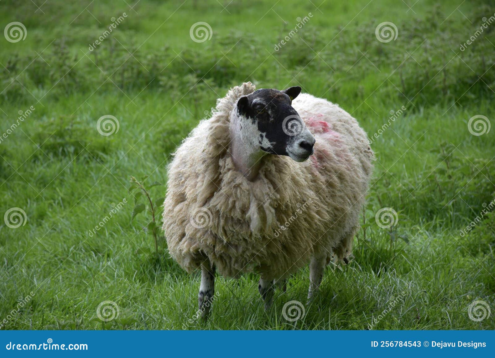 Sheep with a Sheared Head in a Field Stock Image - Image of springtime ...