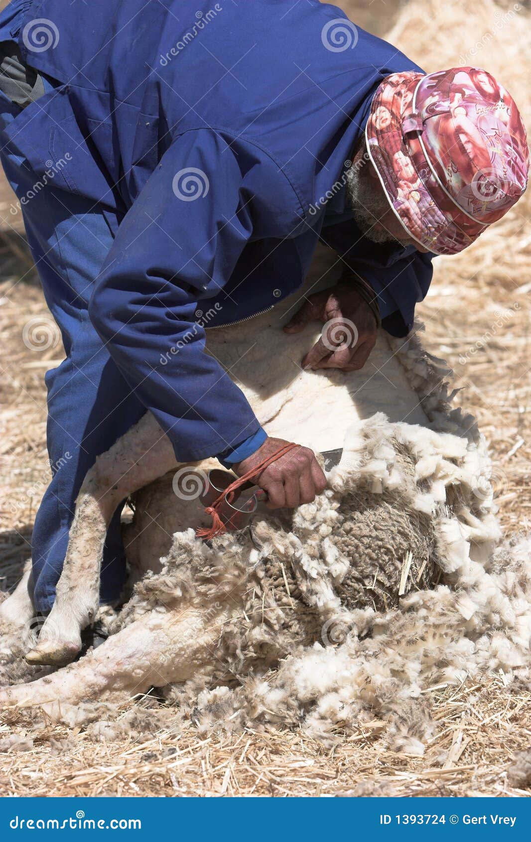 Sheep shearing stock photo. Image of shearing, material - 1393724