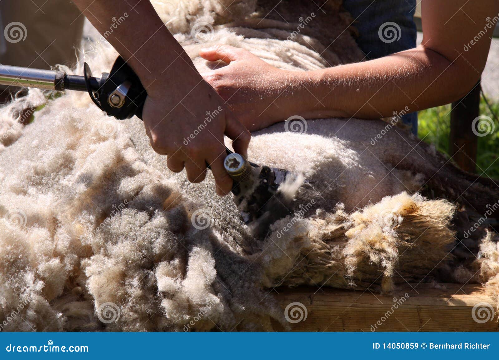 Sheep Shearing stock image. Image of sheering, work, traditional - 14050859