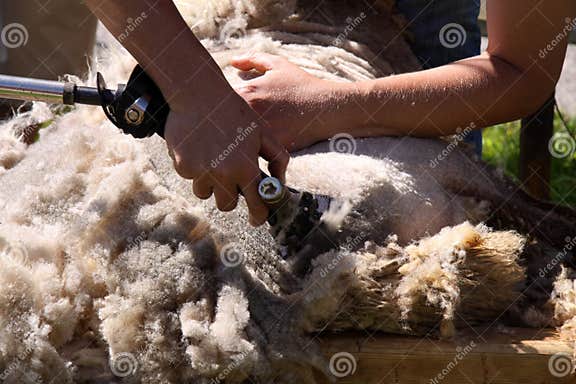 Sheep Shearing stock image. Image of sheering, work, traditional - 14050859