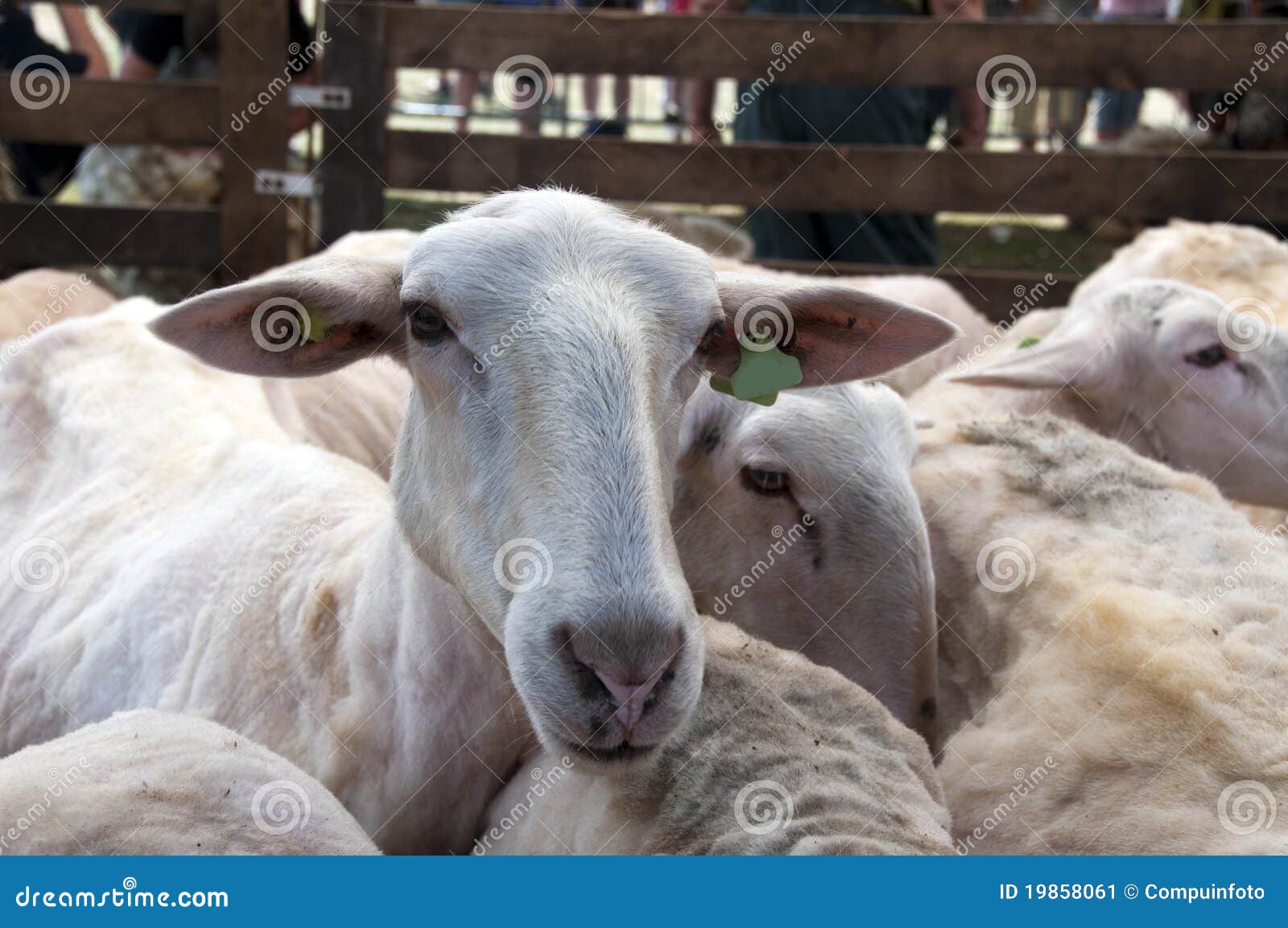 Sheep shearing stock image. Image of farm, mutton, woolly - 19858061