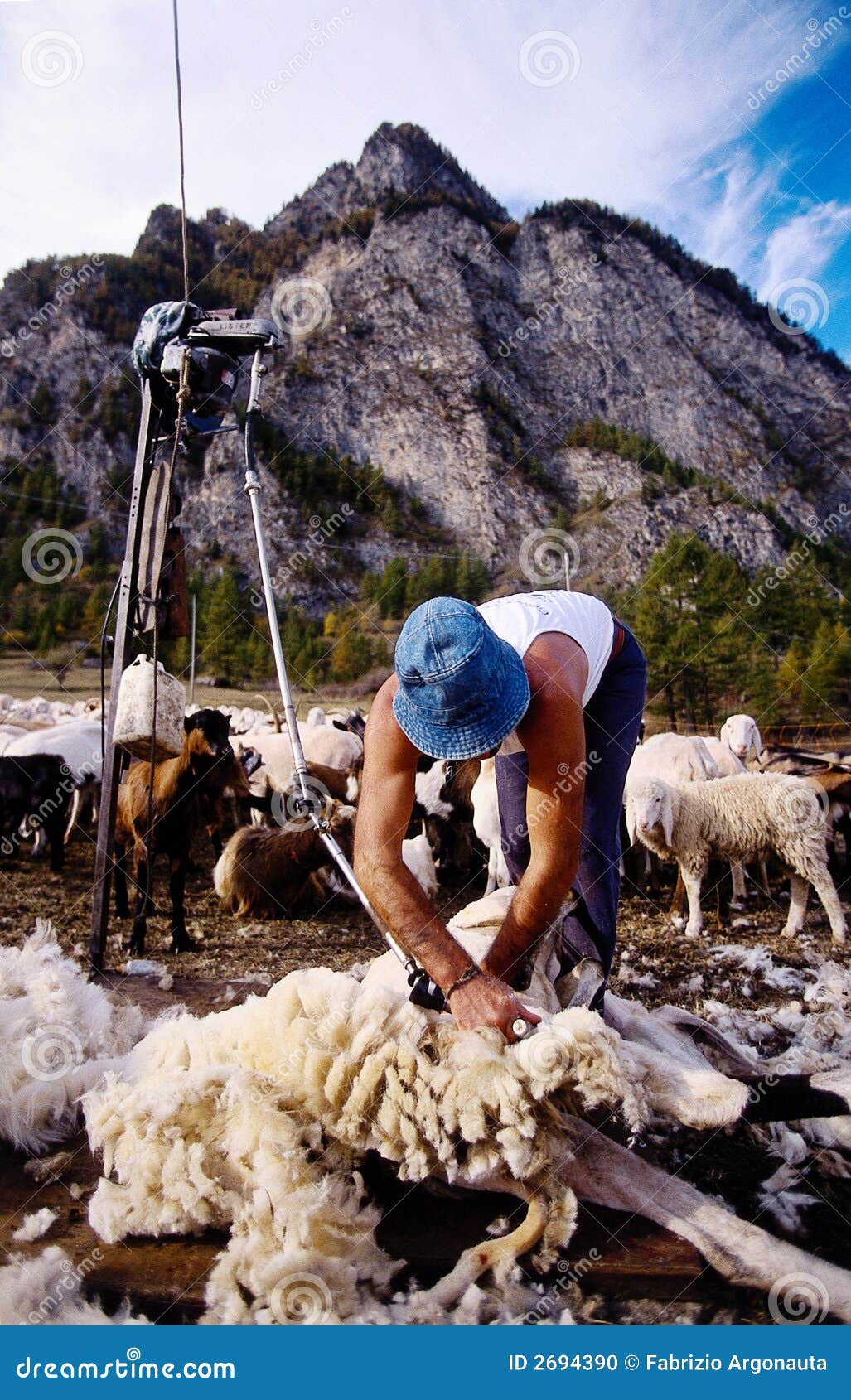 Sheep shearing stock photo. Image of active, work, animal - 2694390