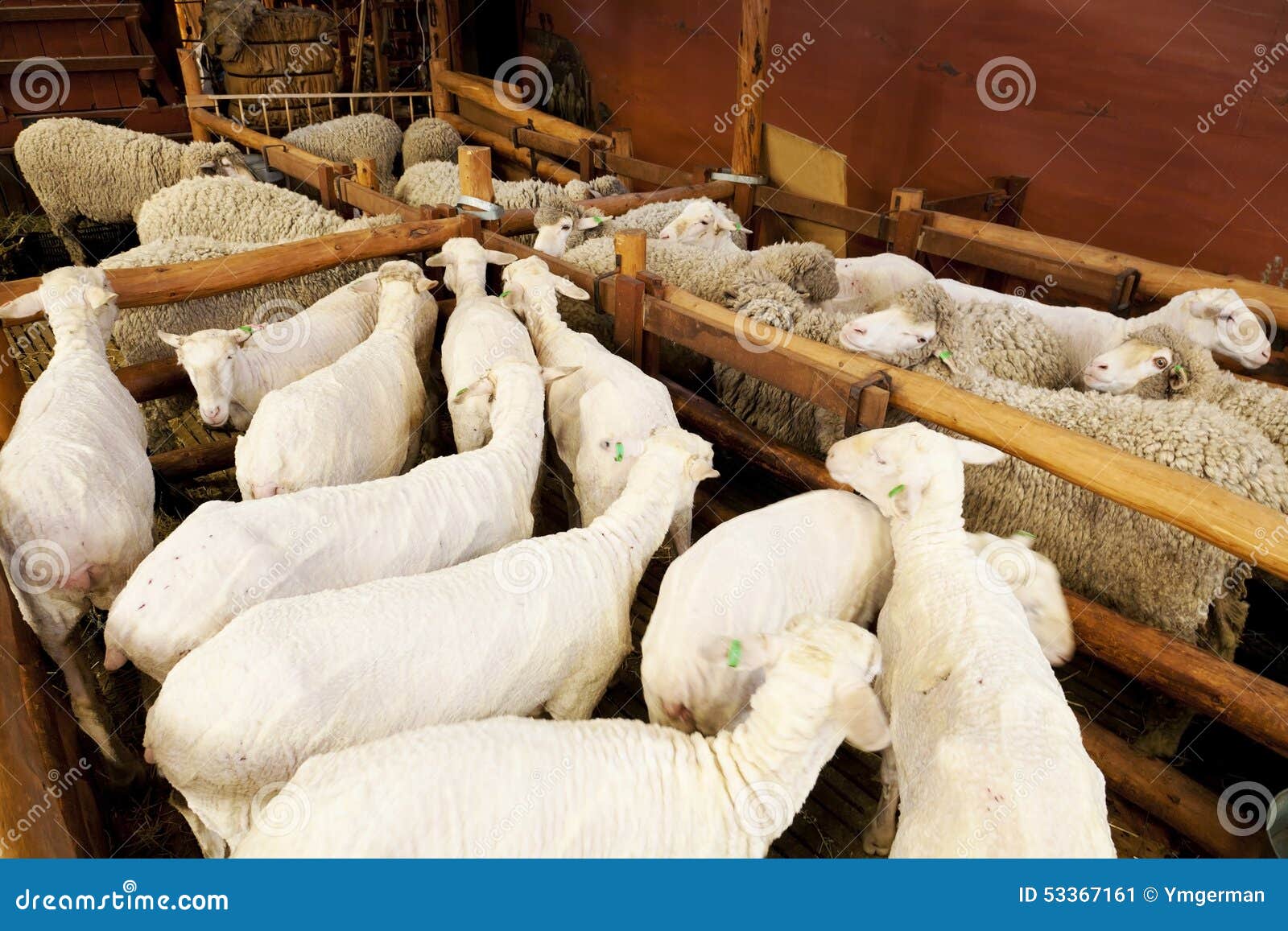 Sheep before and after Shearing Stock Image - Image of sheepskin ...