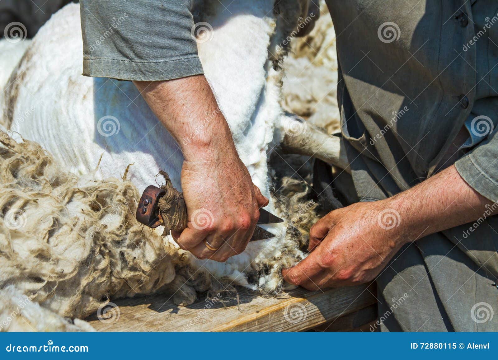 Sheep Shearing Hand Scissors Stock Image - Image of fleece, sharp: 72880115