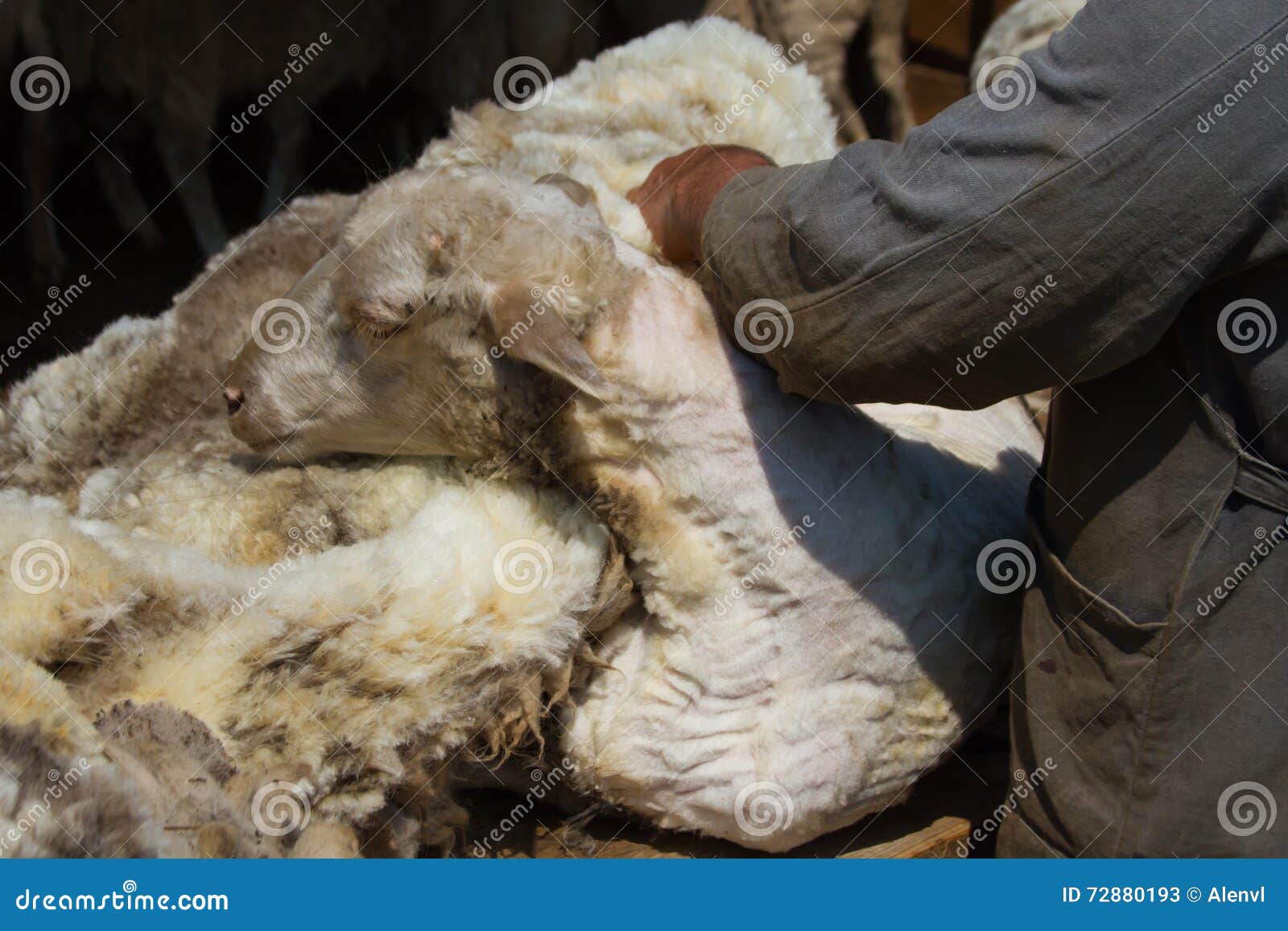Sheep Shearing Hand Scissors Stock Image - Image of coat, labor: 72880193