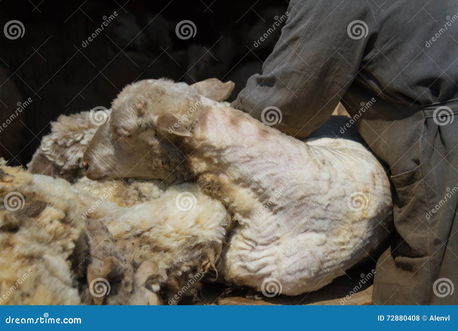Sheep Shearing Hand Scissors Stock Photo - Image of bend, mechanical ...