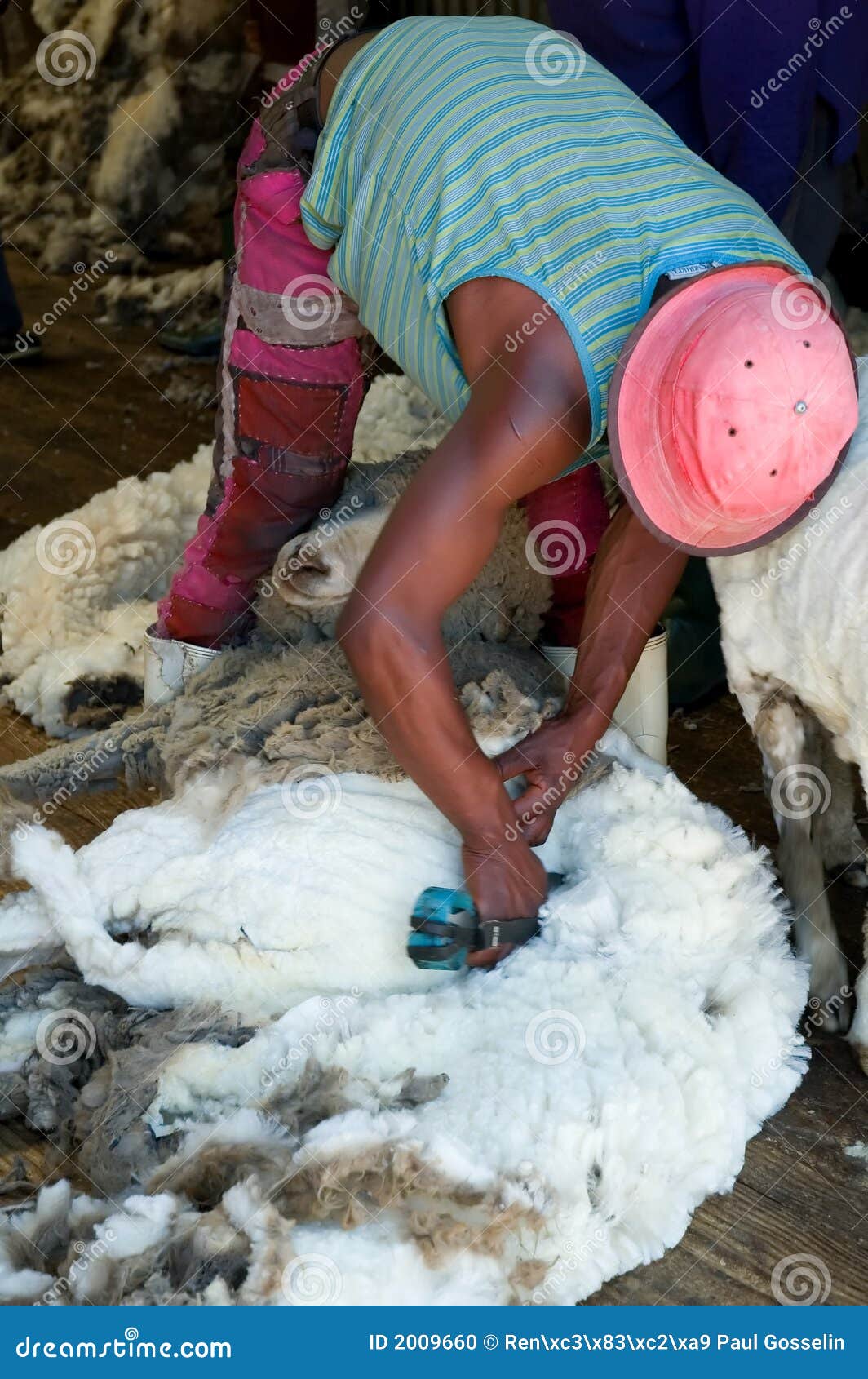 Sheep Shearing Lesotho stock photo. Image of lesotho, africa - 2009660