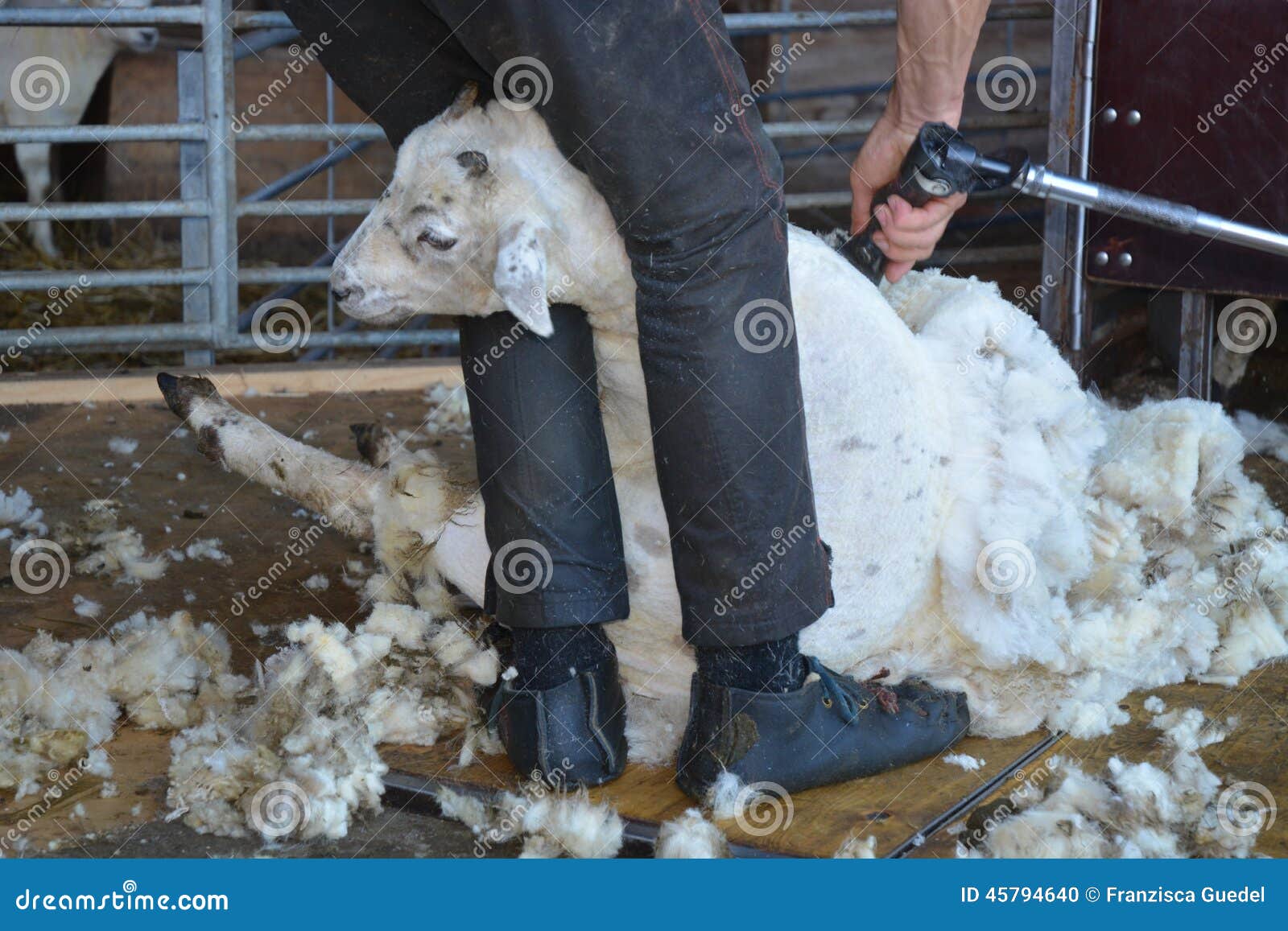 Sheep Shearing stock photo. Image of ecological, ancient - 45794640