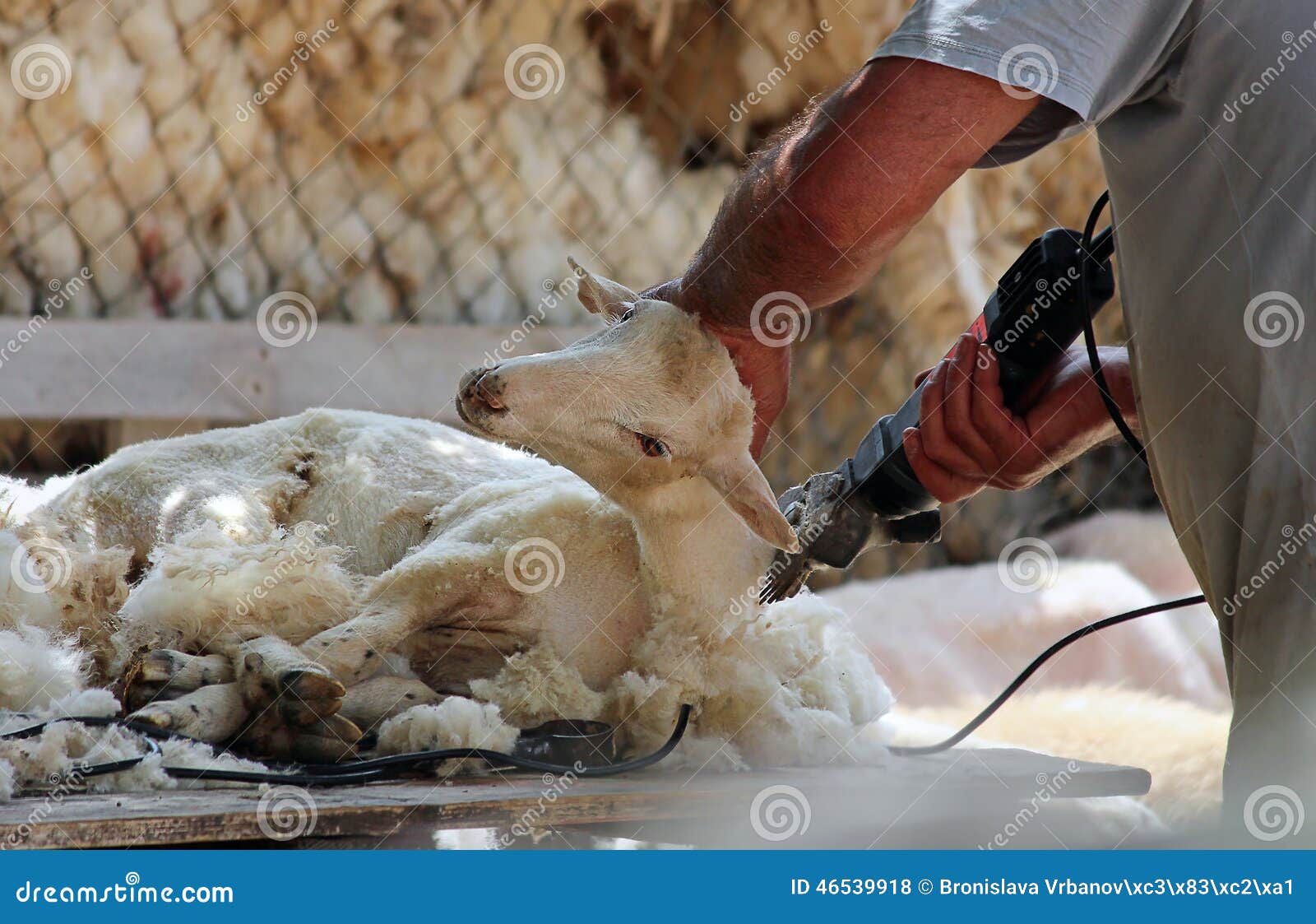 Sheep shearing stock photo. Image of color, craft, farmer - 46539918