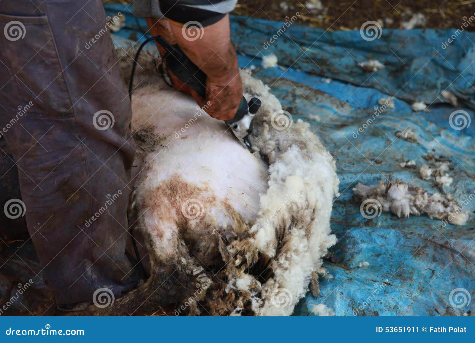 Sheep shearing stock image. Image of labor, groom, clip - 53651911
