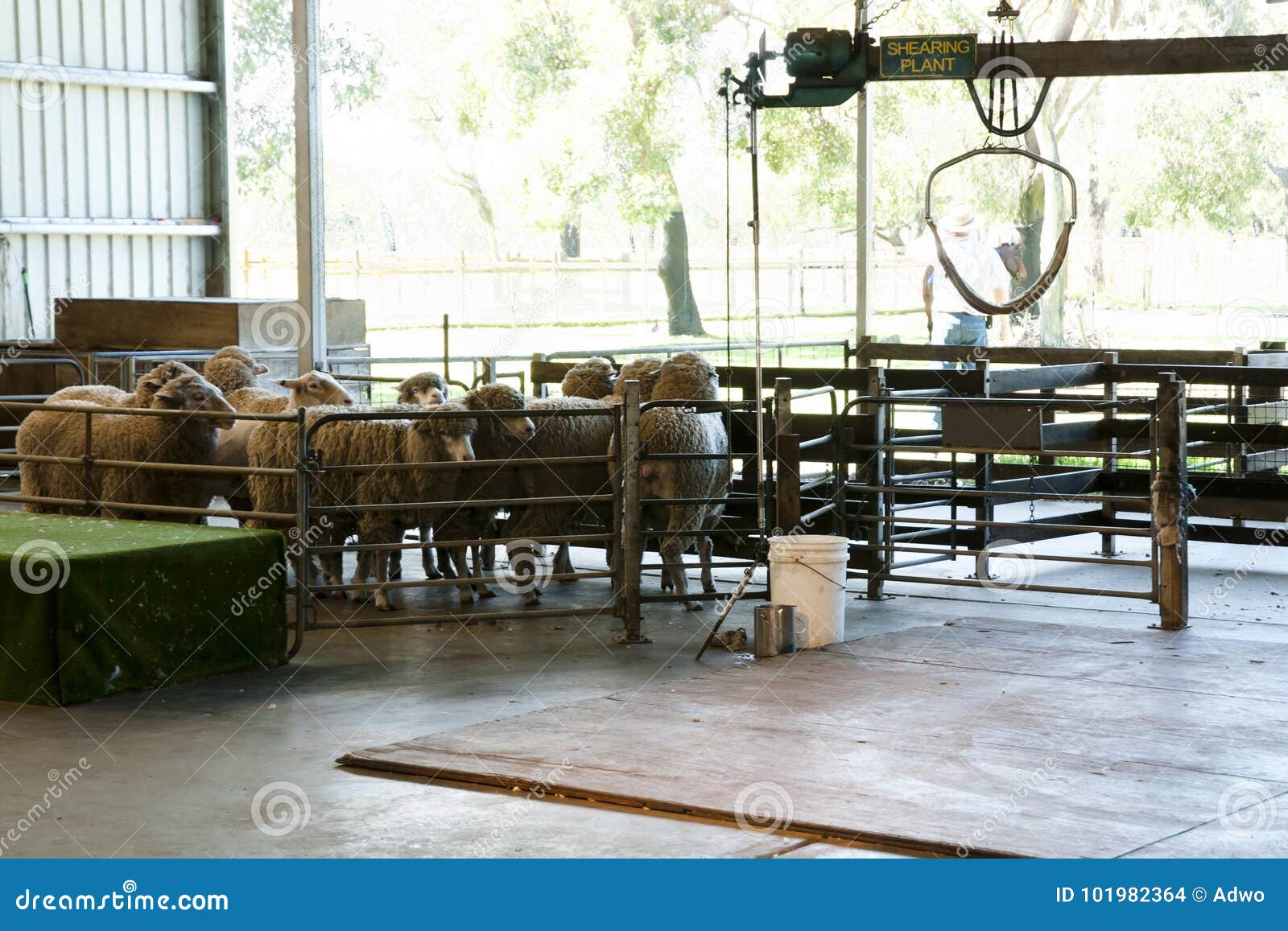 Sheep Shearing Plant stock photo. Image of tool, white - 101982364