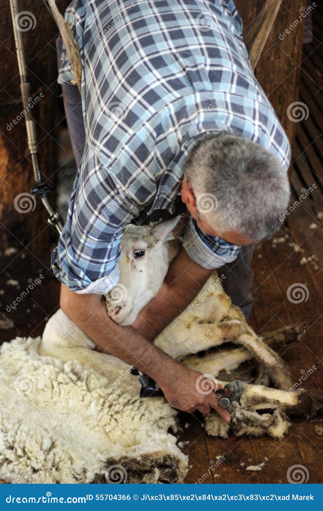 Australian Sheep Shearers Sheep Shearing In A Sheep Farm Editorial ...