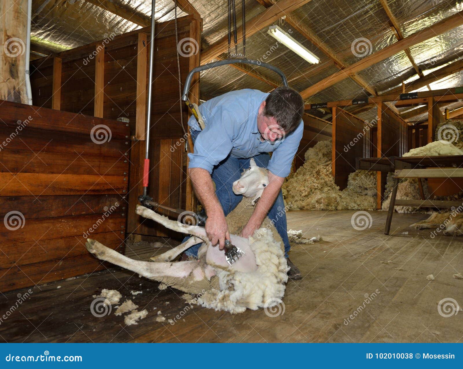 Sheep shearing shed editorial stock photo. Image of sheep - 102010038