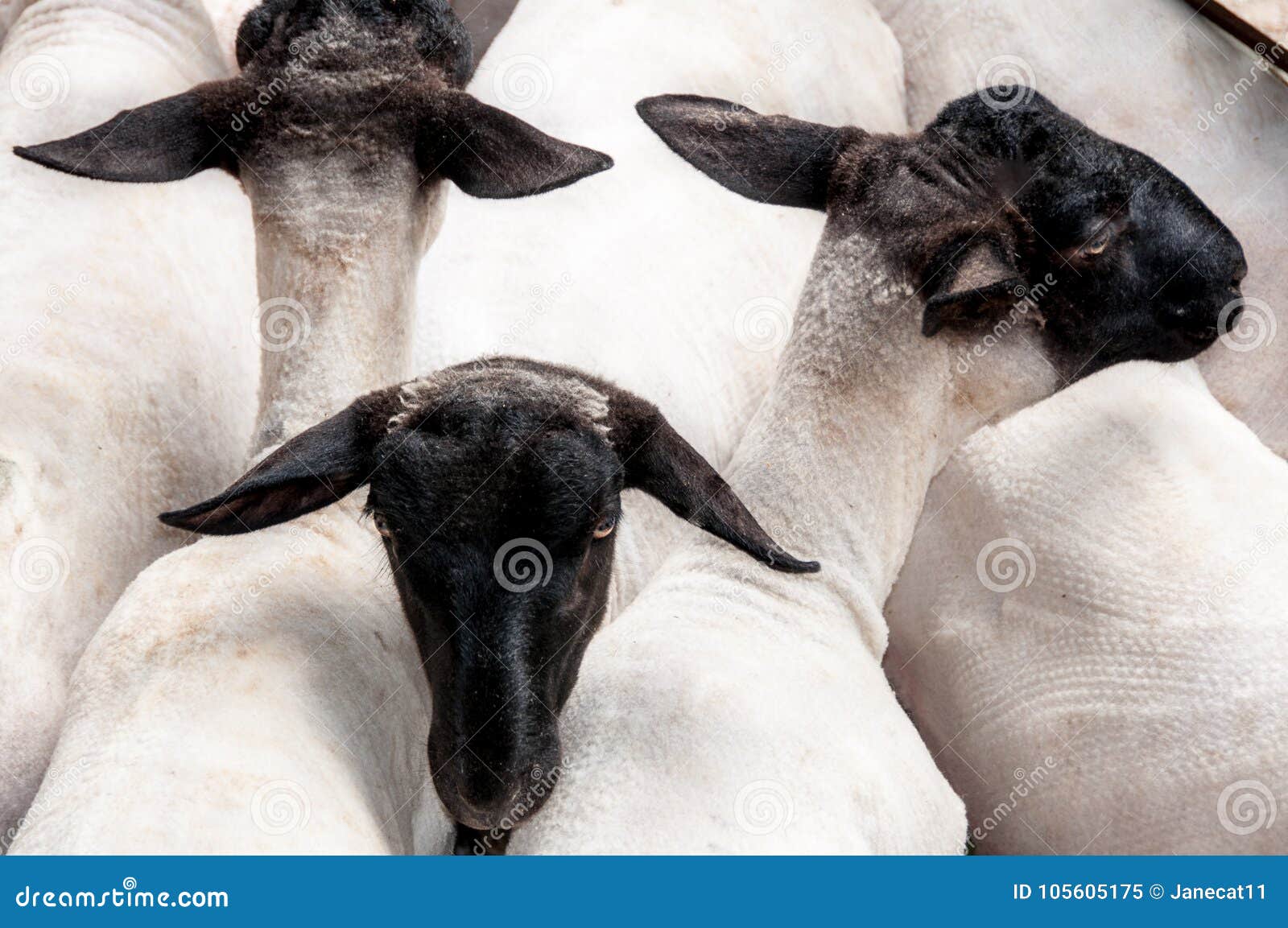 Shorn Sheep Images Clipart