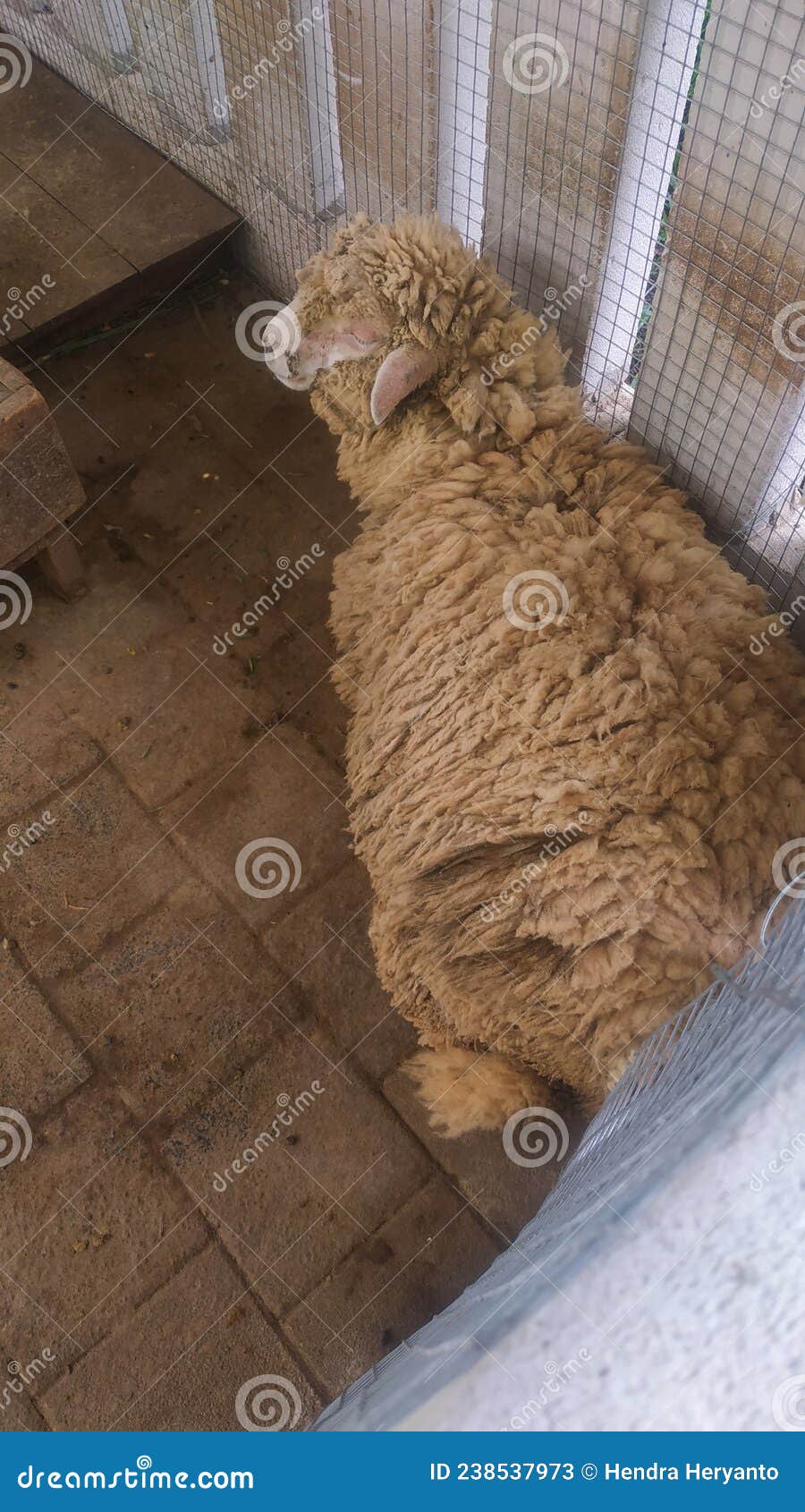 Sheep stock image. Image of sheep, wool, dreadlocks - 238537973