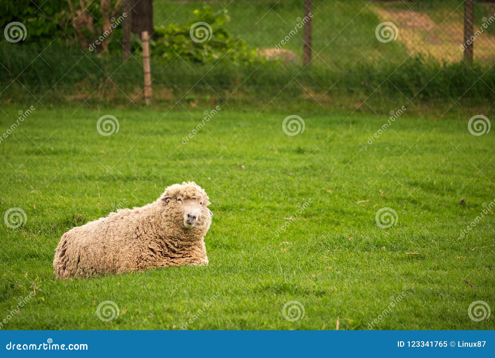 Sheep stock image. Image of outdoor, farming, alone - 123341765