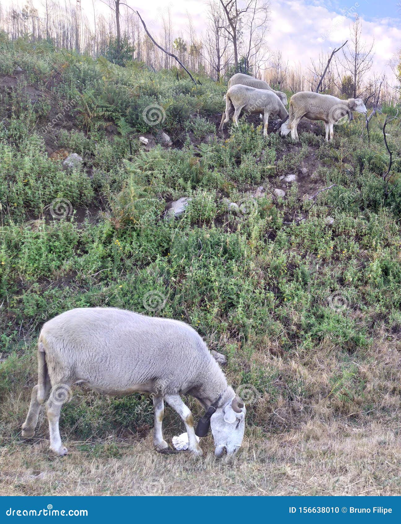 Sheep stock photo. Image of nature, mountains, sheep - 156638010