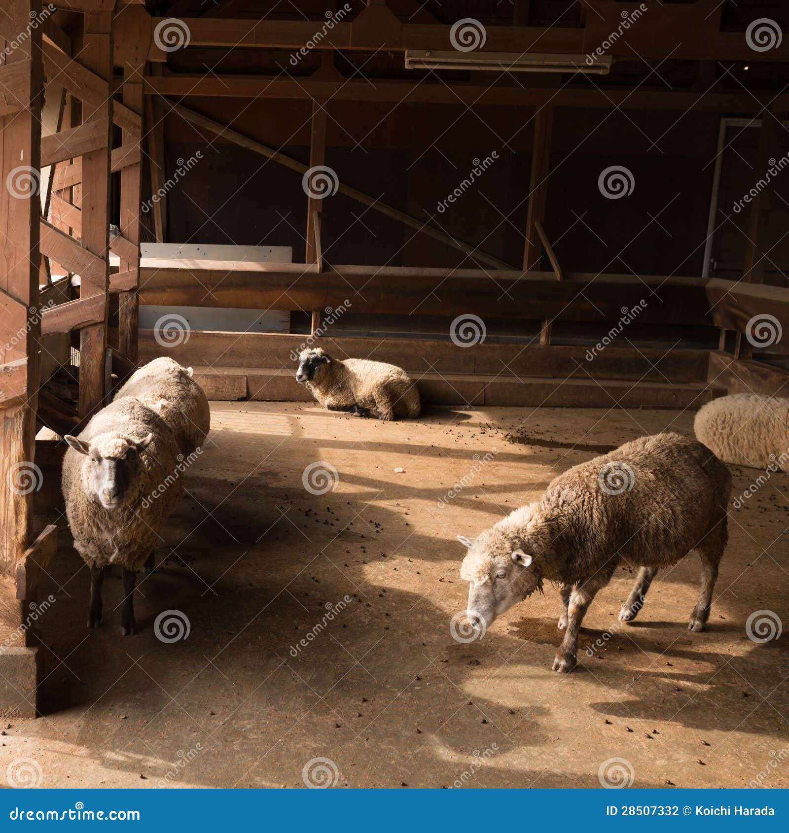 Sheep and sheep pen stock photo. Image of sheep, group - 28507332