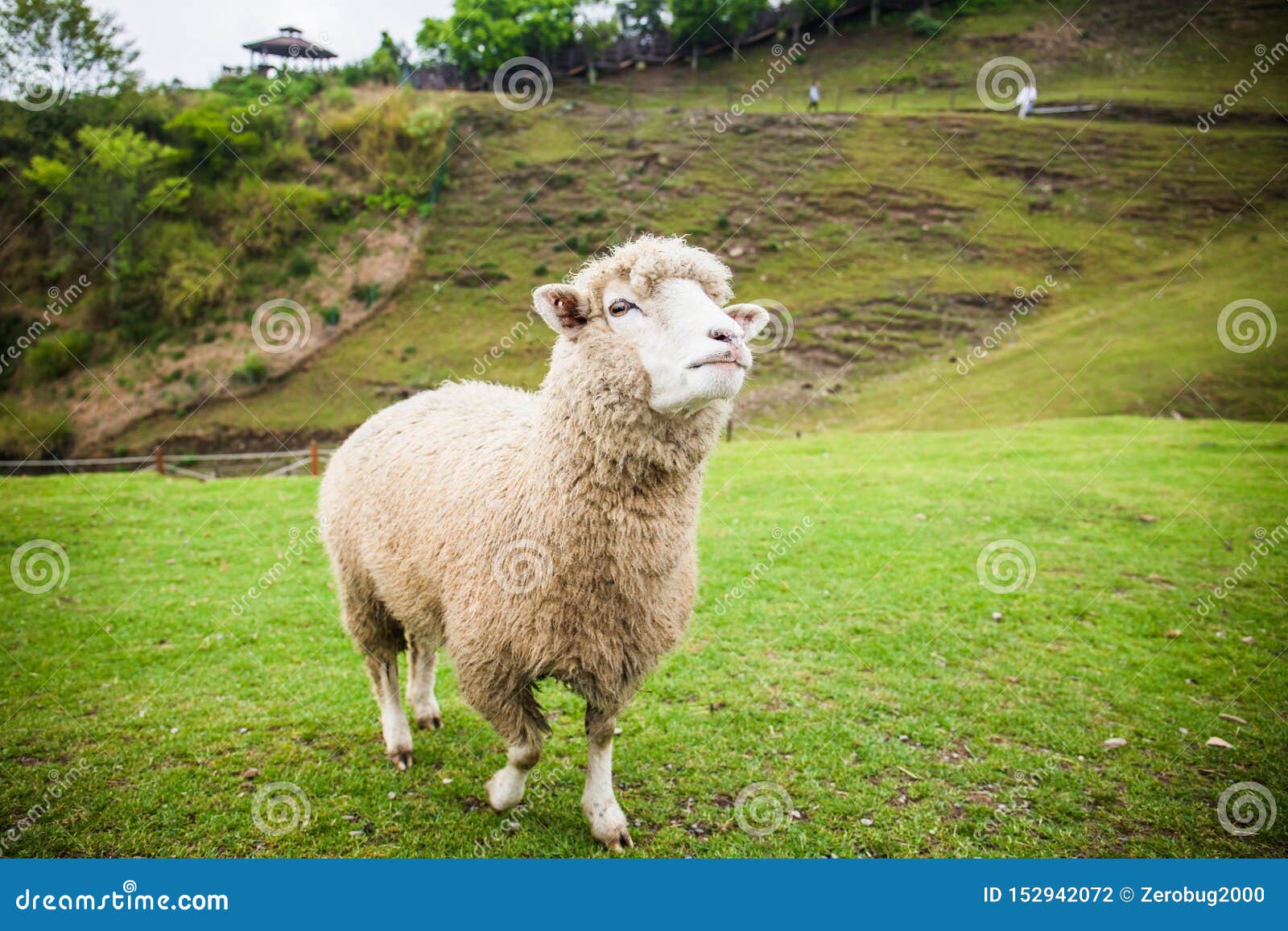 Sheep stock photo. Image of cingjing, white, farm, qingjing - 152942072