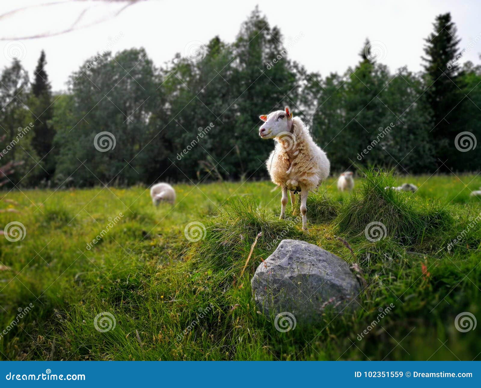 Sheep stock image. Image of summer, grass, animal, cute - 102351559
