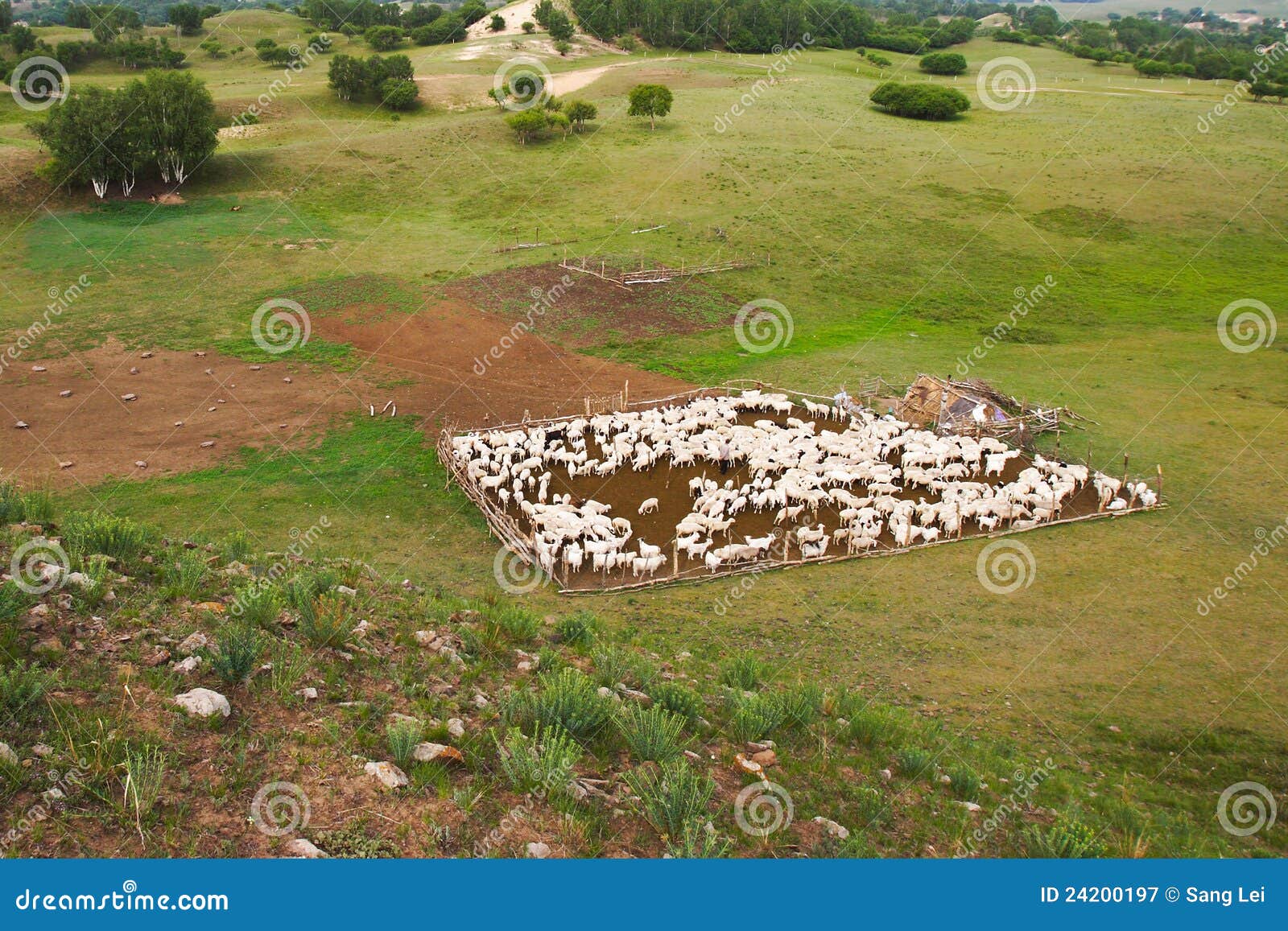 Sheep in sheepfold stock image. Image of live, countryside - 24200197
