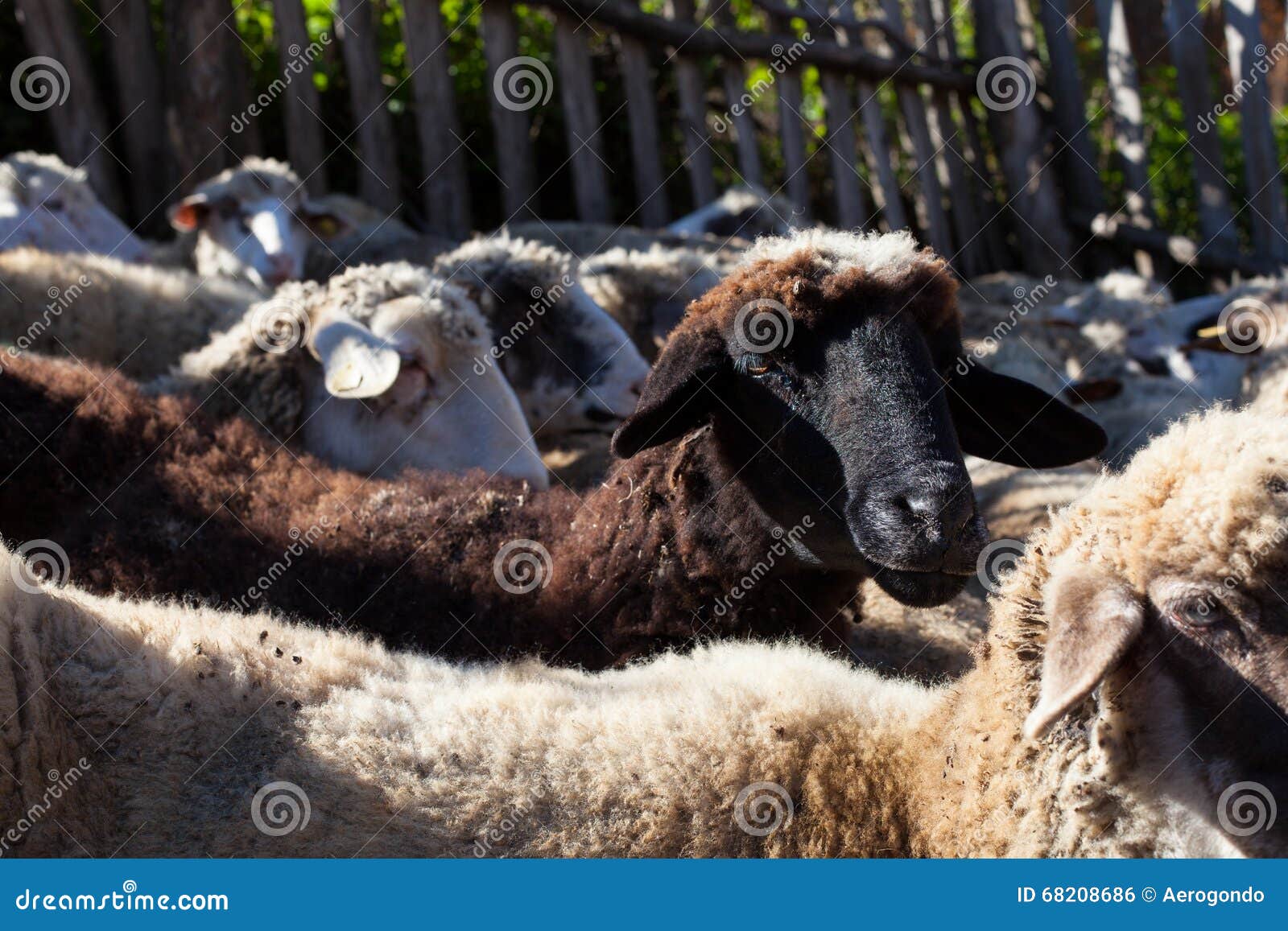 Sheep in sheepfold stock photo. Image of farmland, farming - 68208686