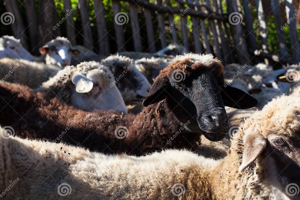 Sheep in sheepfold stock photo. Image of farmland, farming - 68208686